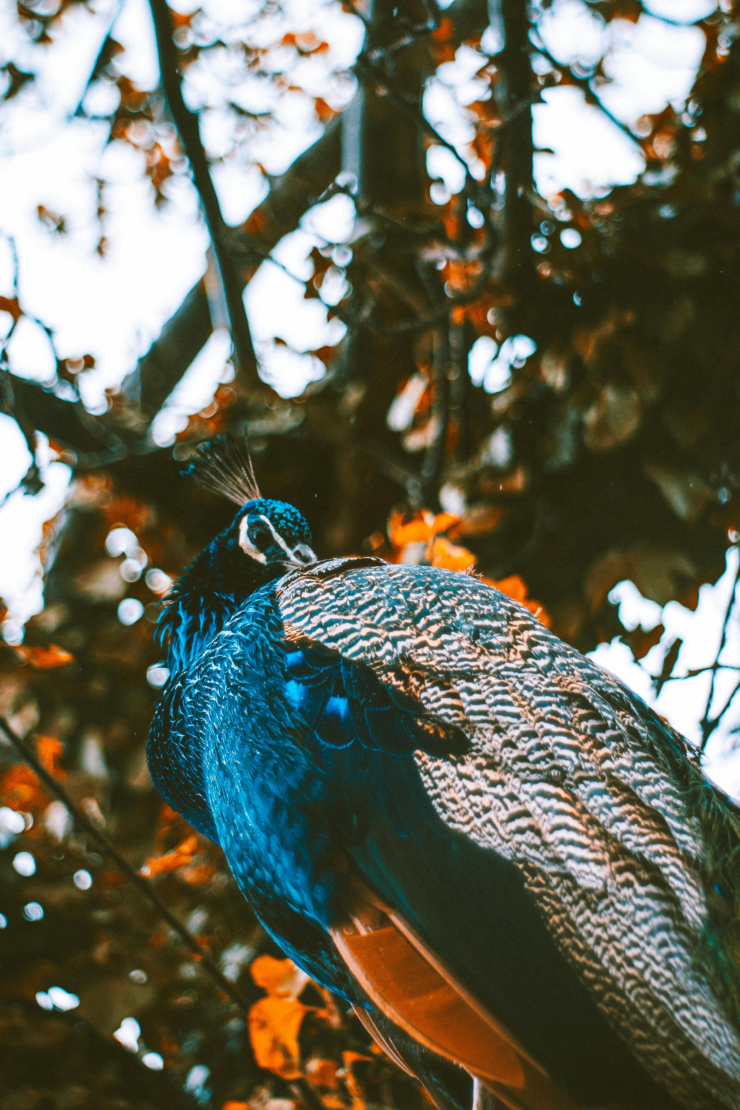 Blue and White Peacock · Free Stock Photo