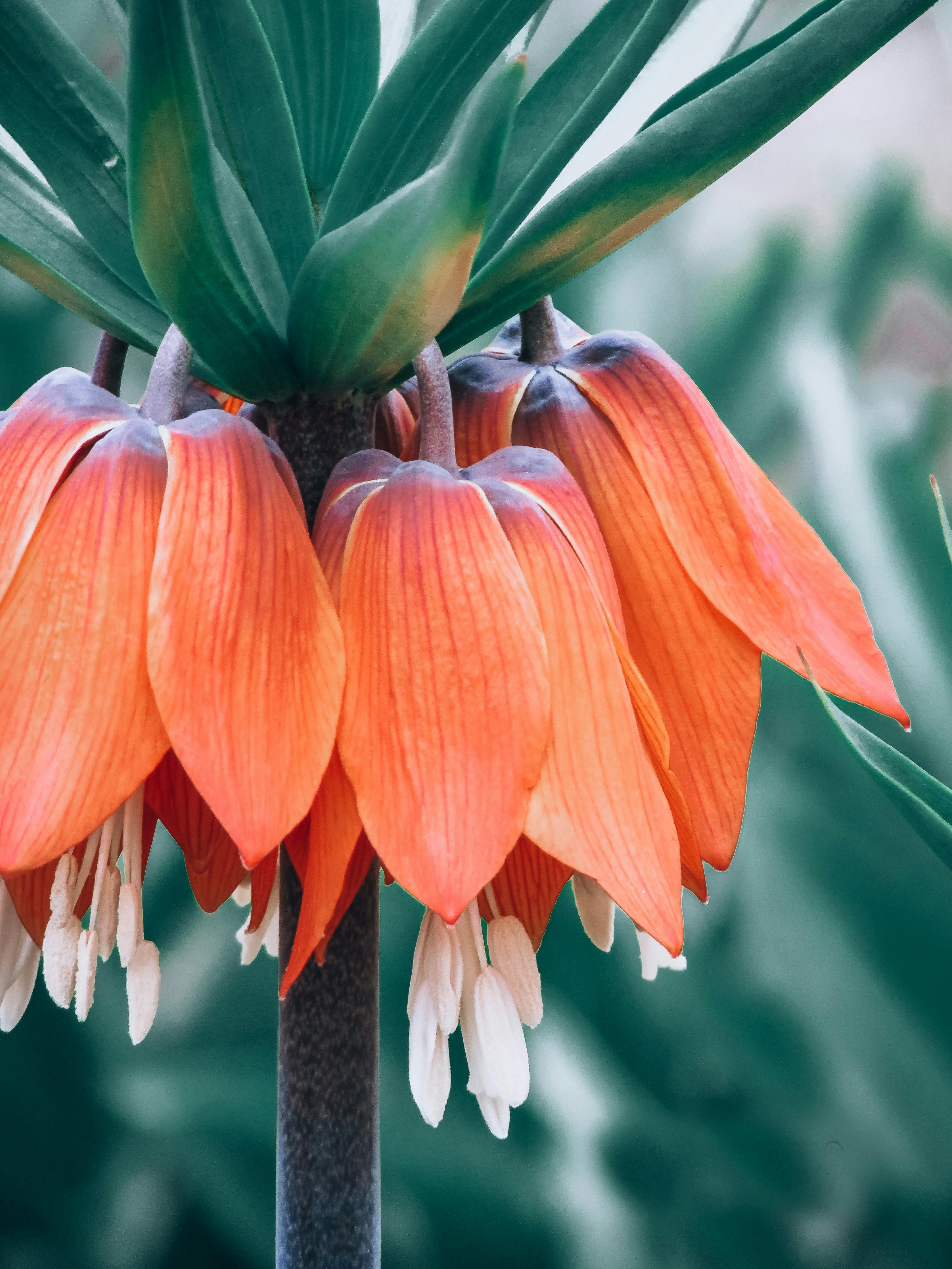 Drooping Flower Photos, Download The BEST Free Drooping Flower Stock ...