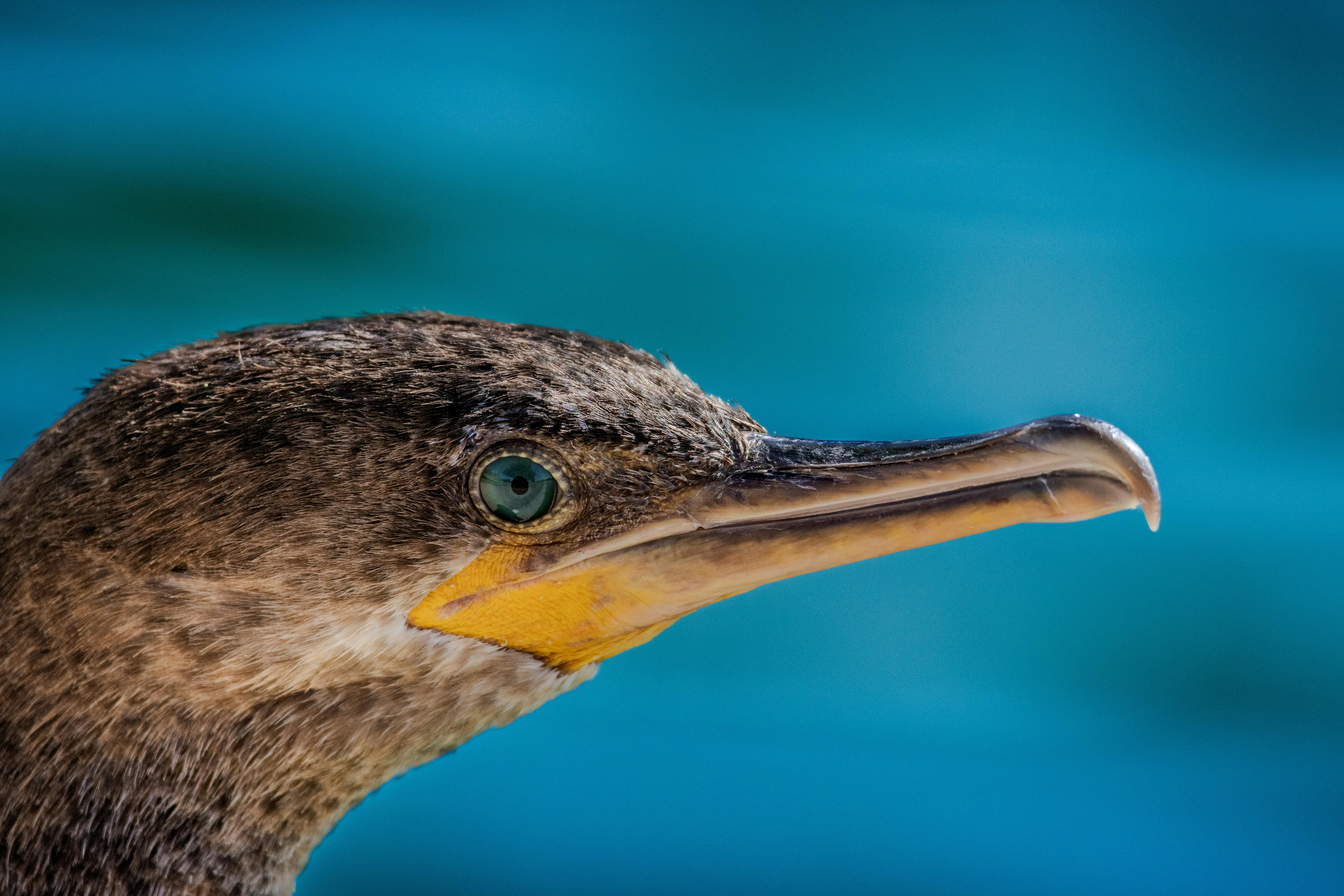 Double-Crested Cormorant · Free Stock Photo