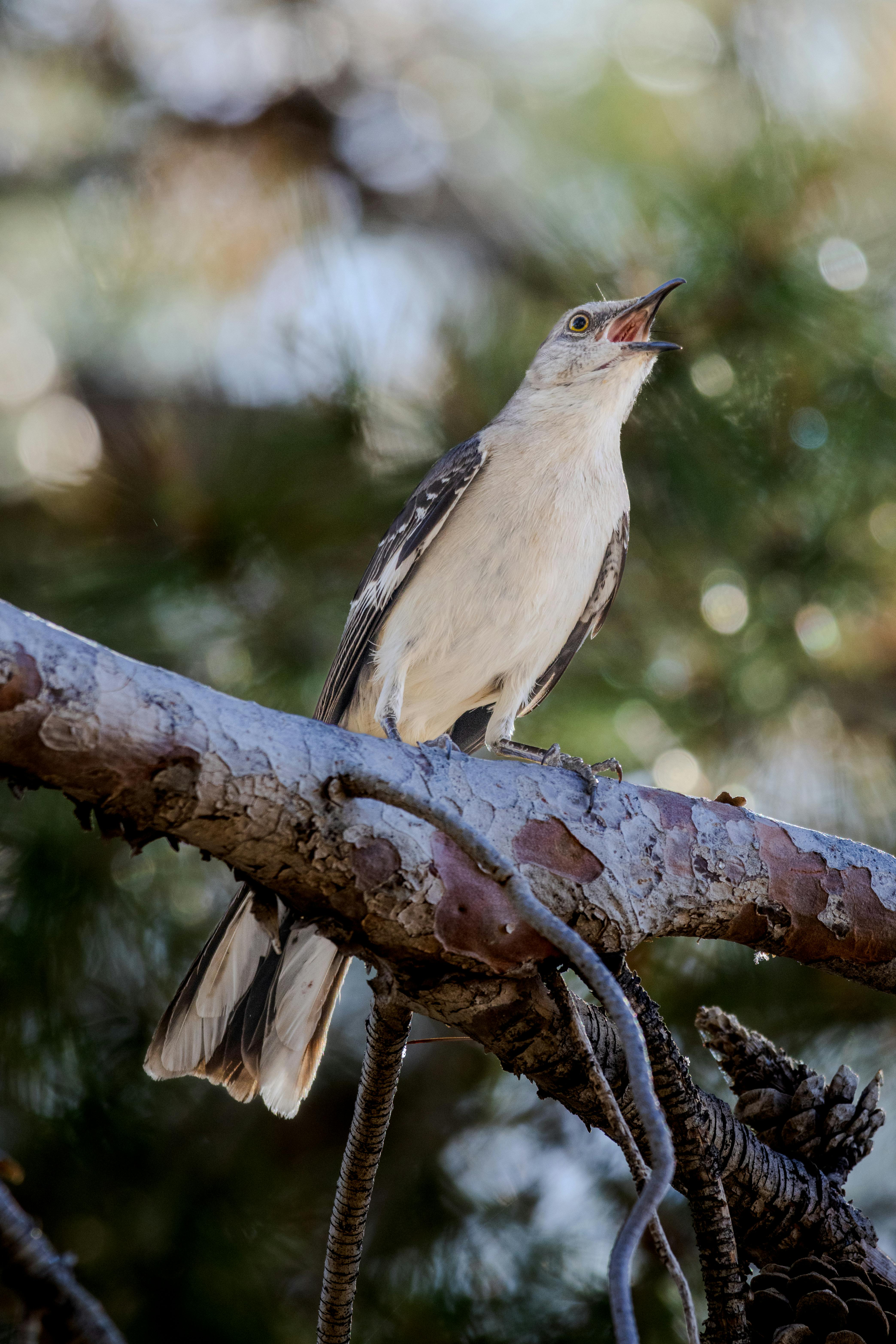 Close-up of the Tropical Mockingbird · Free Stock Photo