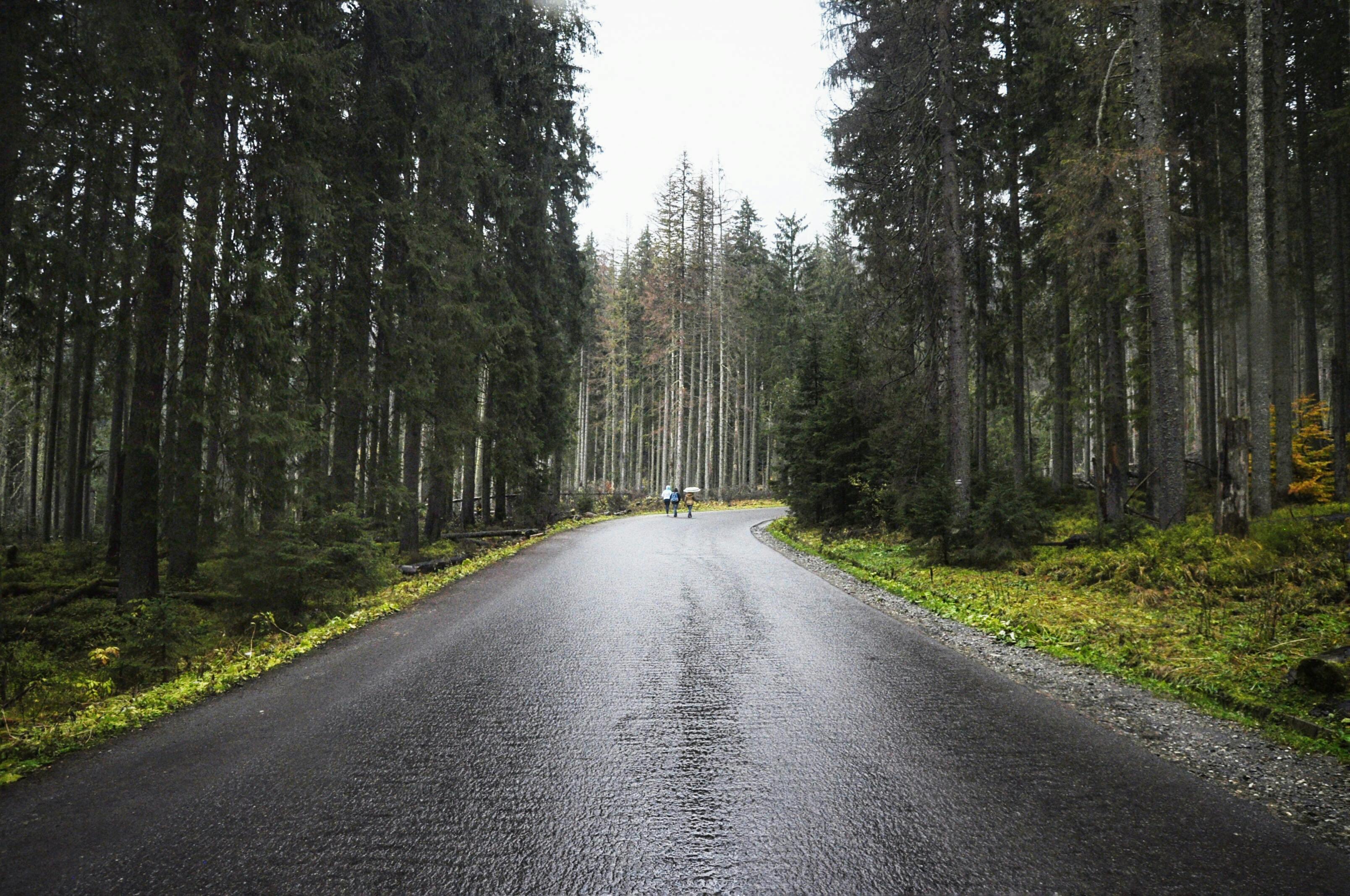 Open Road Near Between Trees · Free Stock Photo