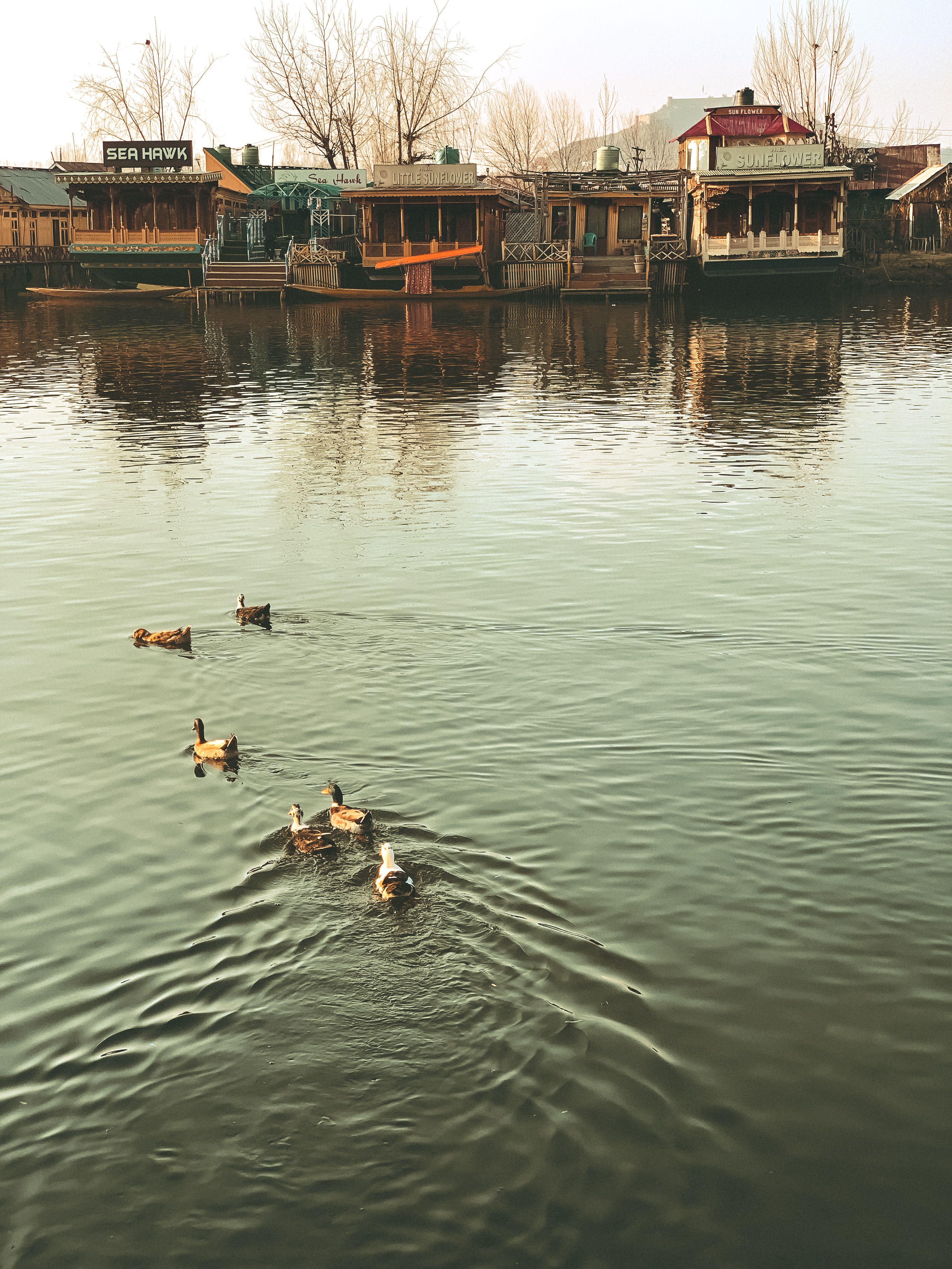 Ducks on the Dal Lake With Huts in the Background, India · Free Stock Photo