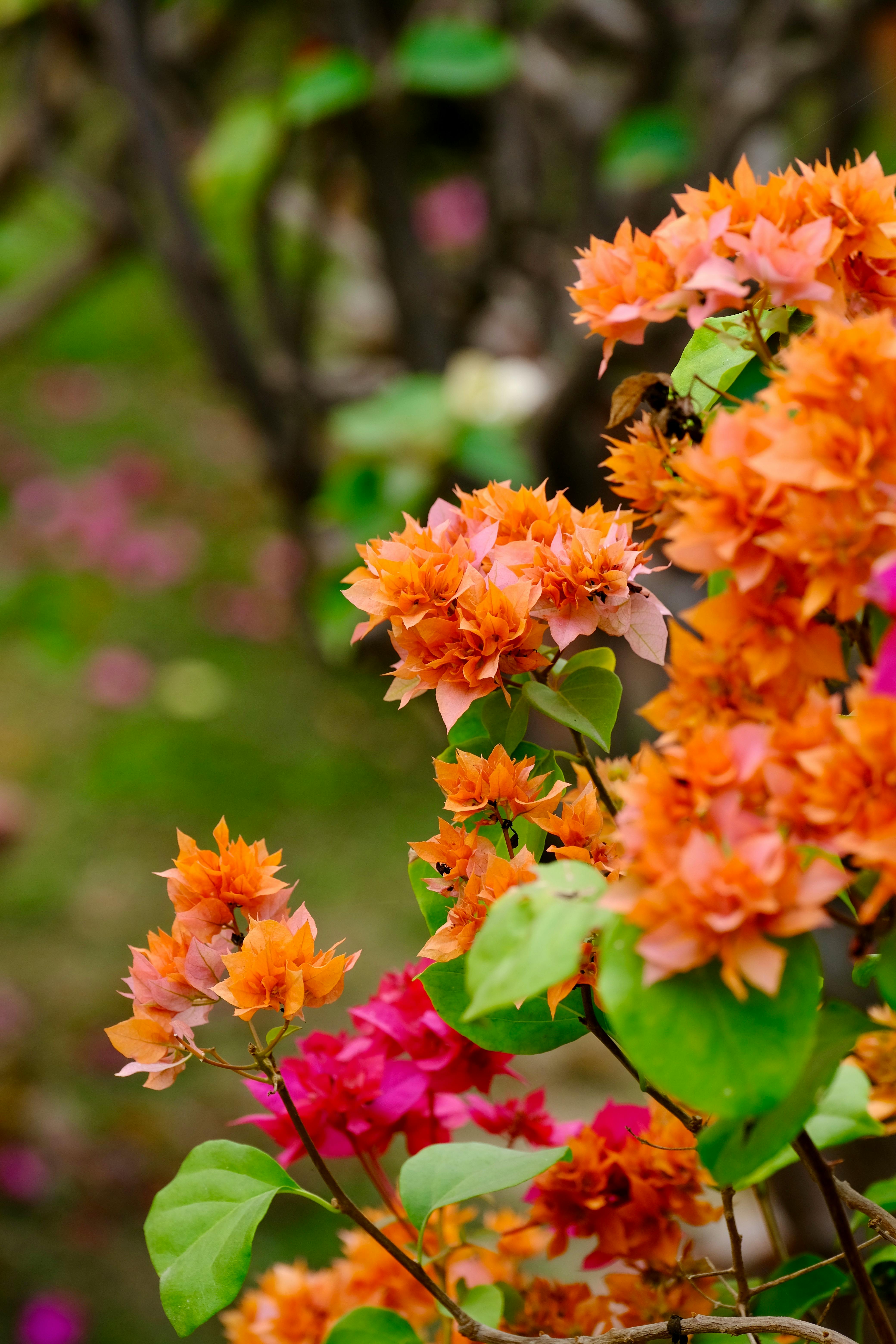 Red Flowering Shrub · Free Stock Photo