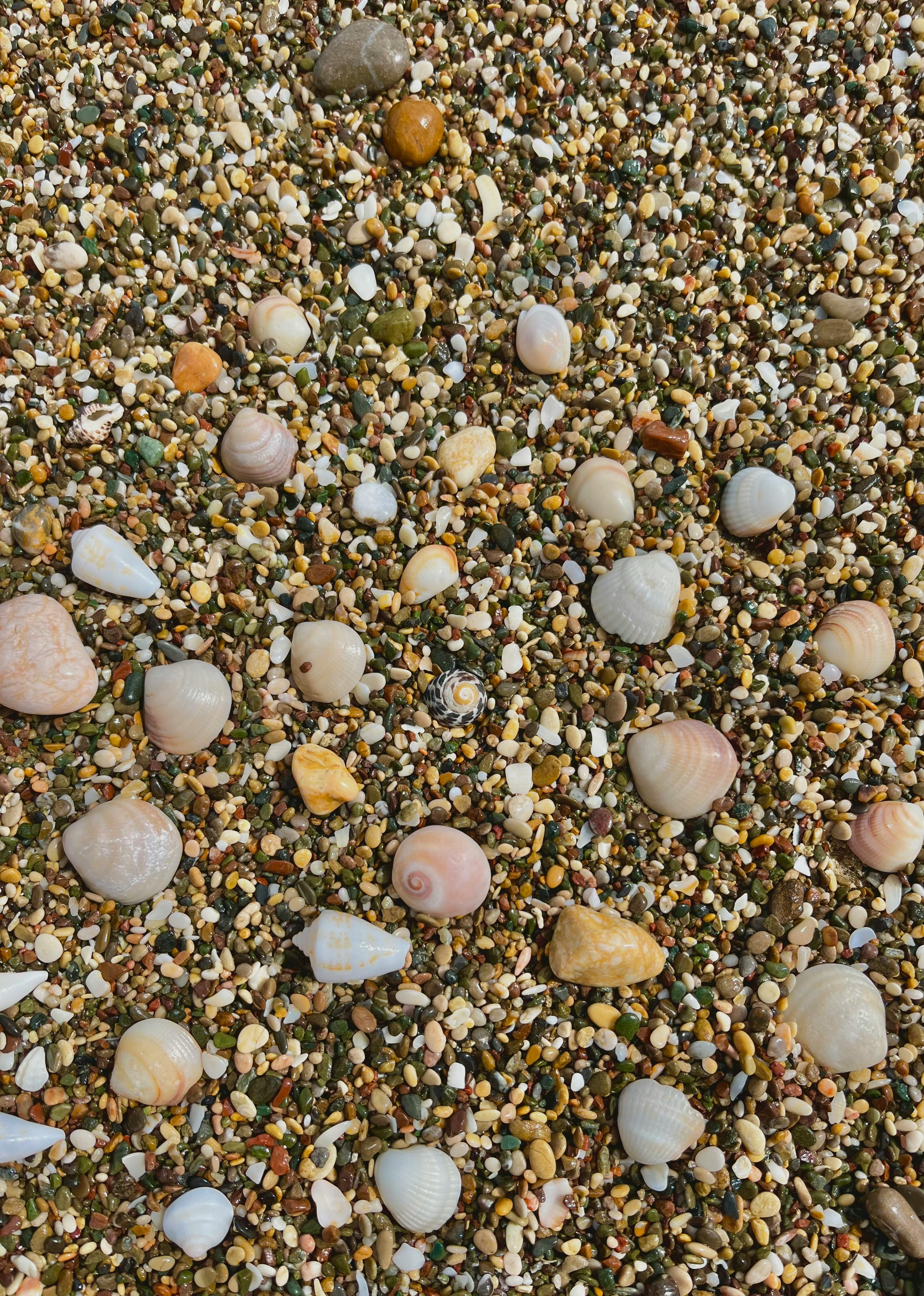 Seashells and Rocks on a Beach · Free Stock Photo