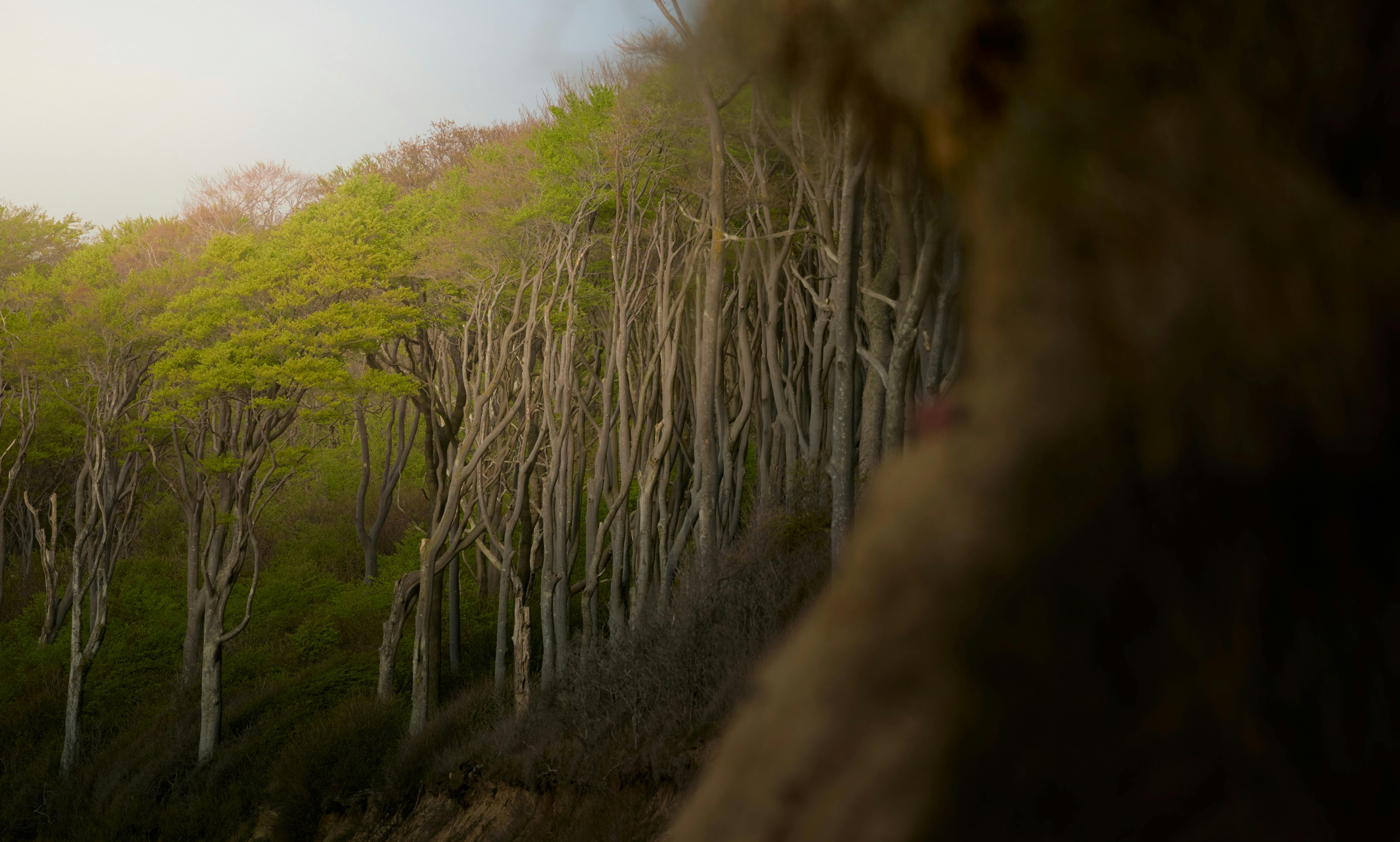 Landscape Green Nature Photos, Download The BEST Free Landscape Green ...