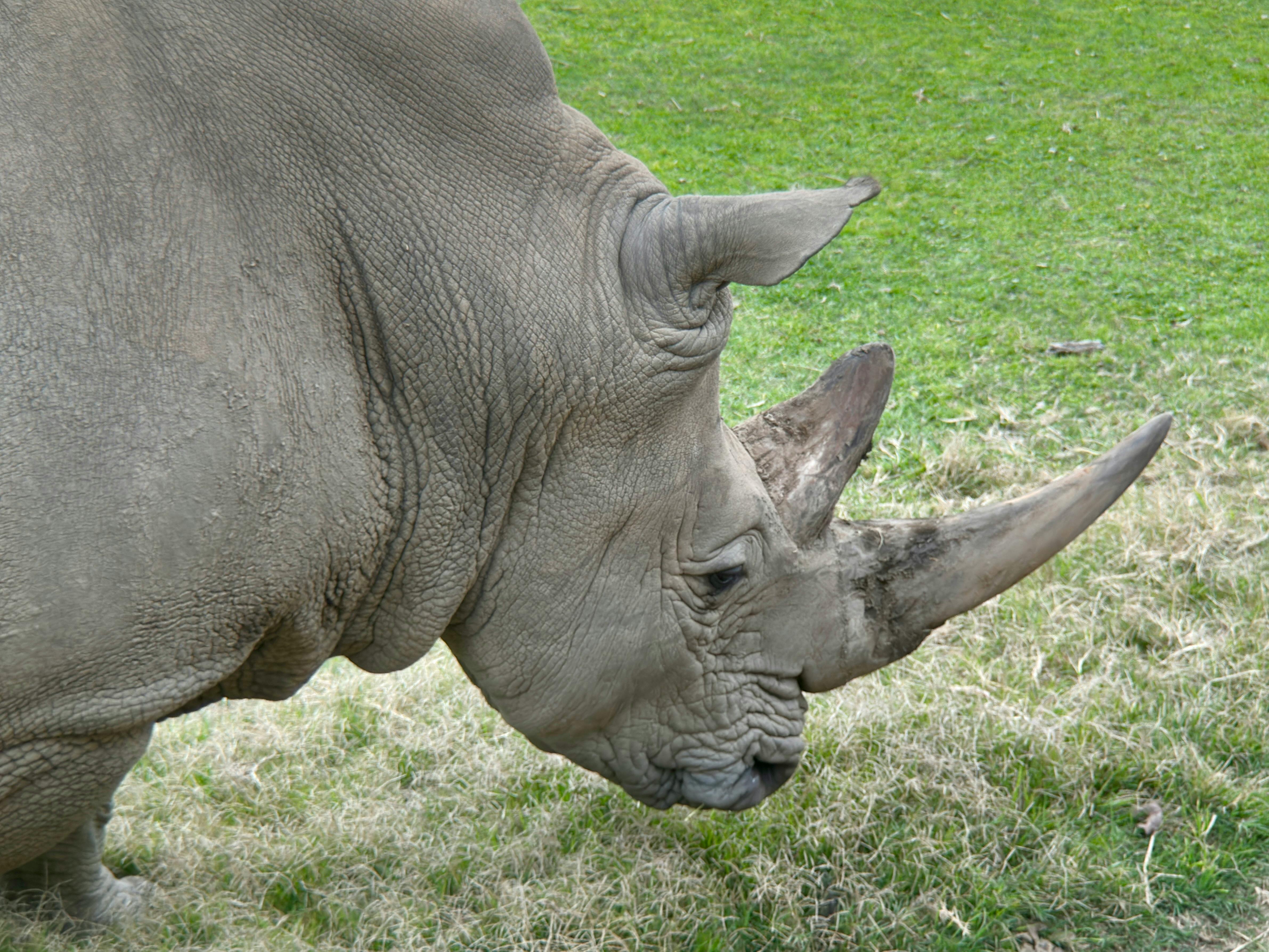 Gray Rhinoceros in Close-up Photography · Free Stock Photo