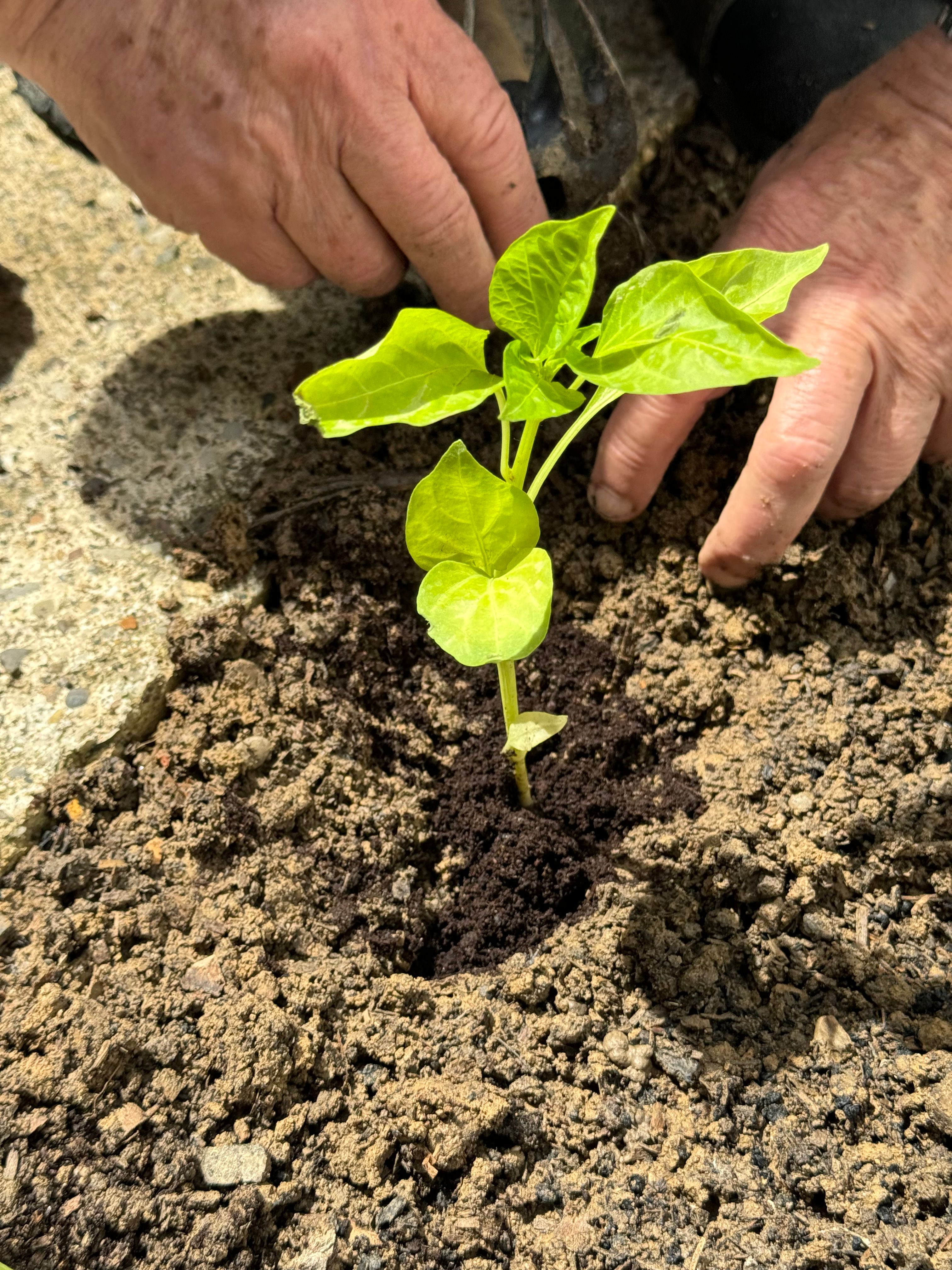 A person planting a small plant in the ground · Free Stock Photo