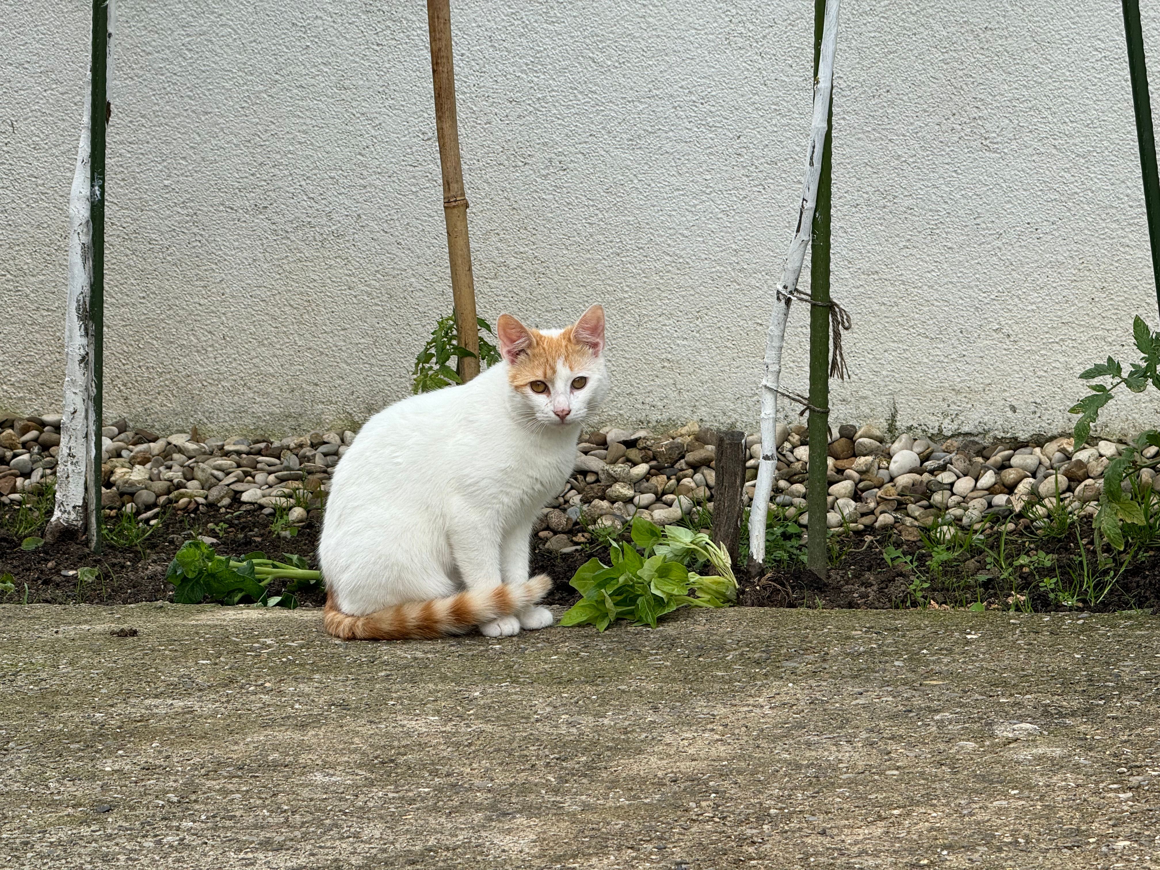 Cat With A Controller Photos, Download The BEST Free Cat With A ...