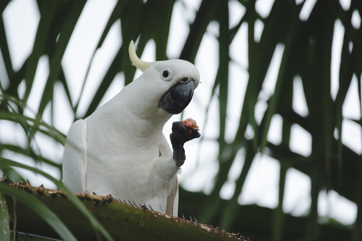 Cockatoo Photos, Download The BEST Free Cockatoo Stock Photos & HD Images