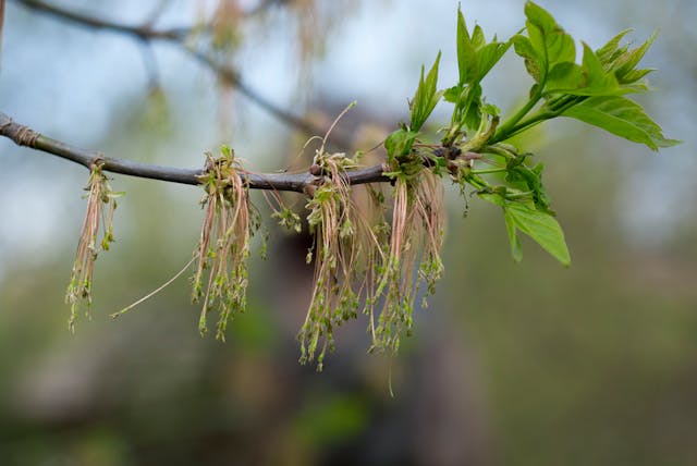 Box Elder Tree Scientific Name, Common Names, and Facts