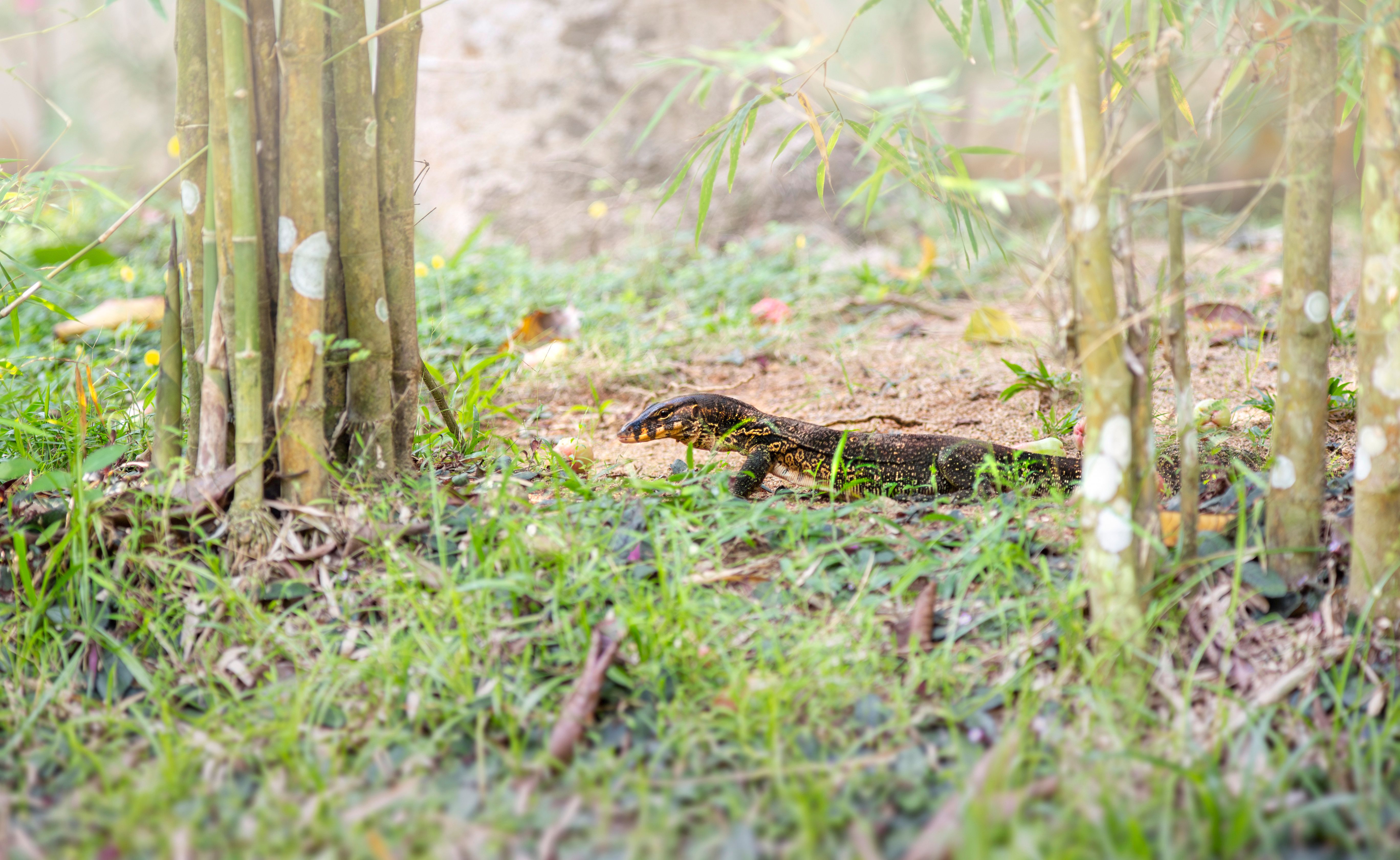 A Monitor Lizard Walking on the Ground · Free Stock Photo