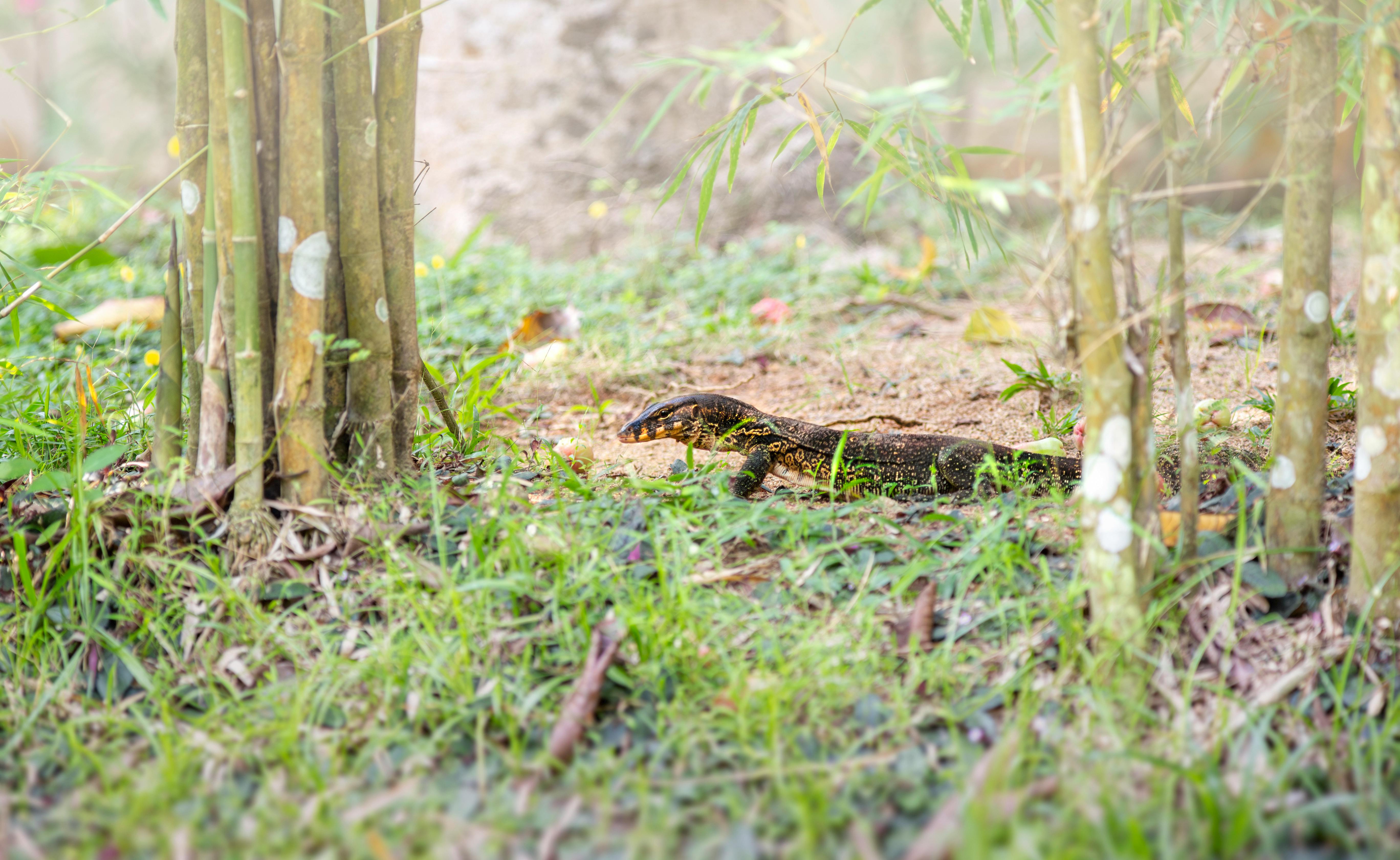 Geweven Bamboo Photos, Download The BEST Free Geweven Bamboo Stock ...