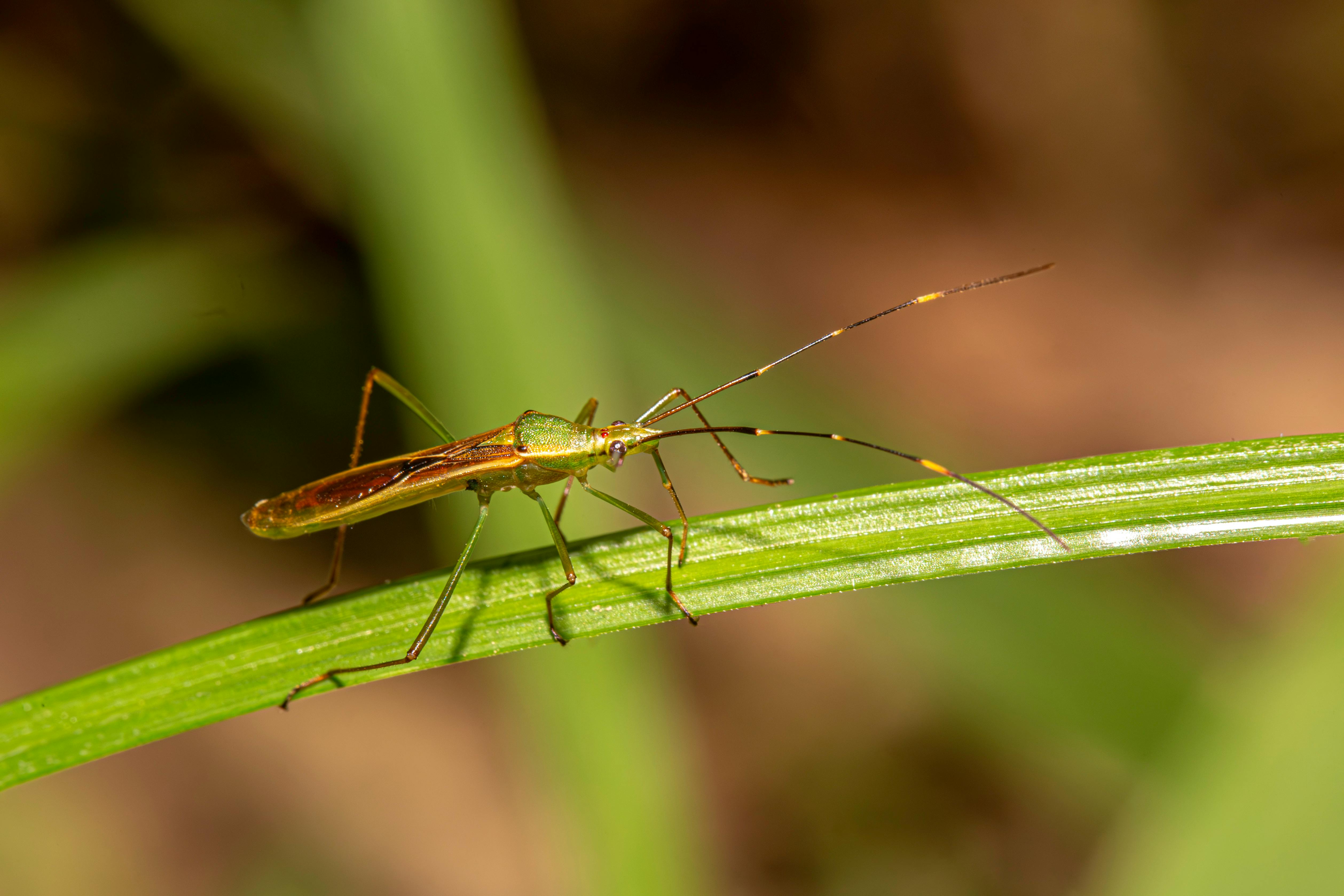 A Rice Ear Bug · Free Stock Photo