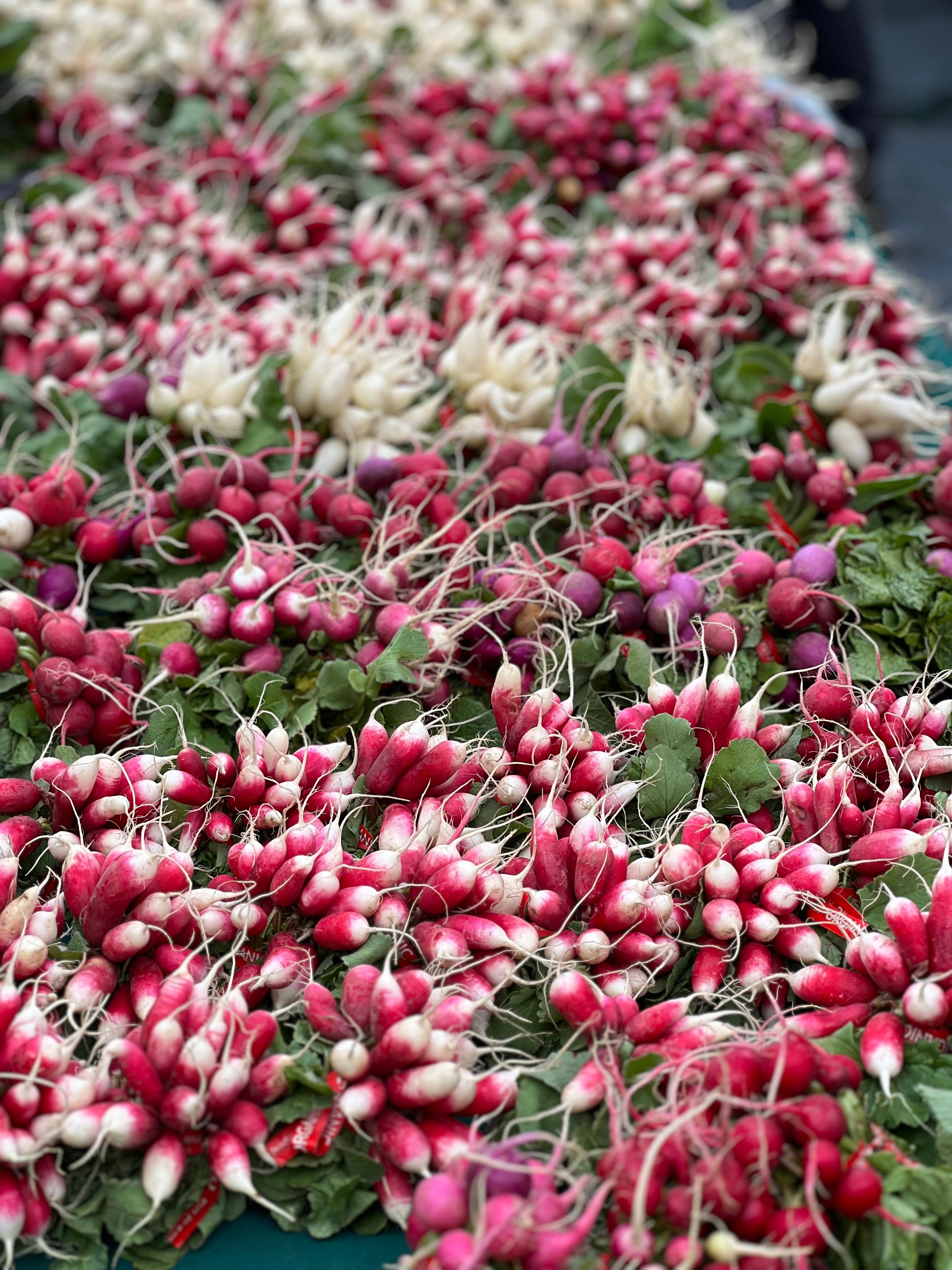 Bunches of Red Radishes · Free Stock Photo