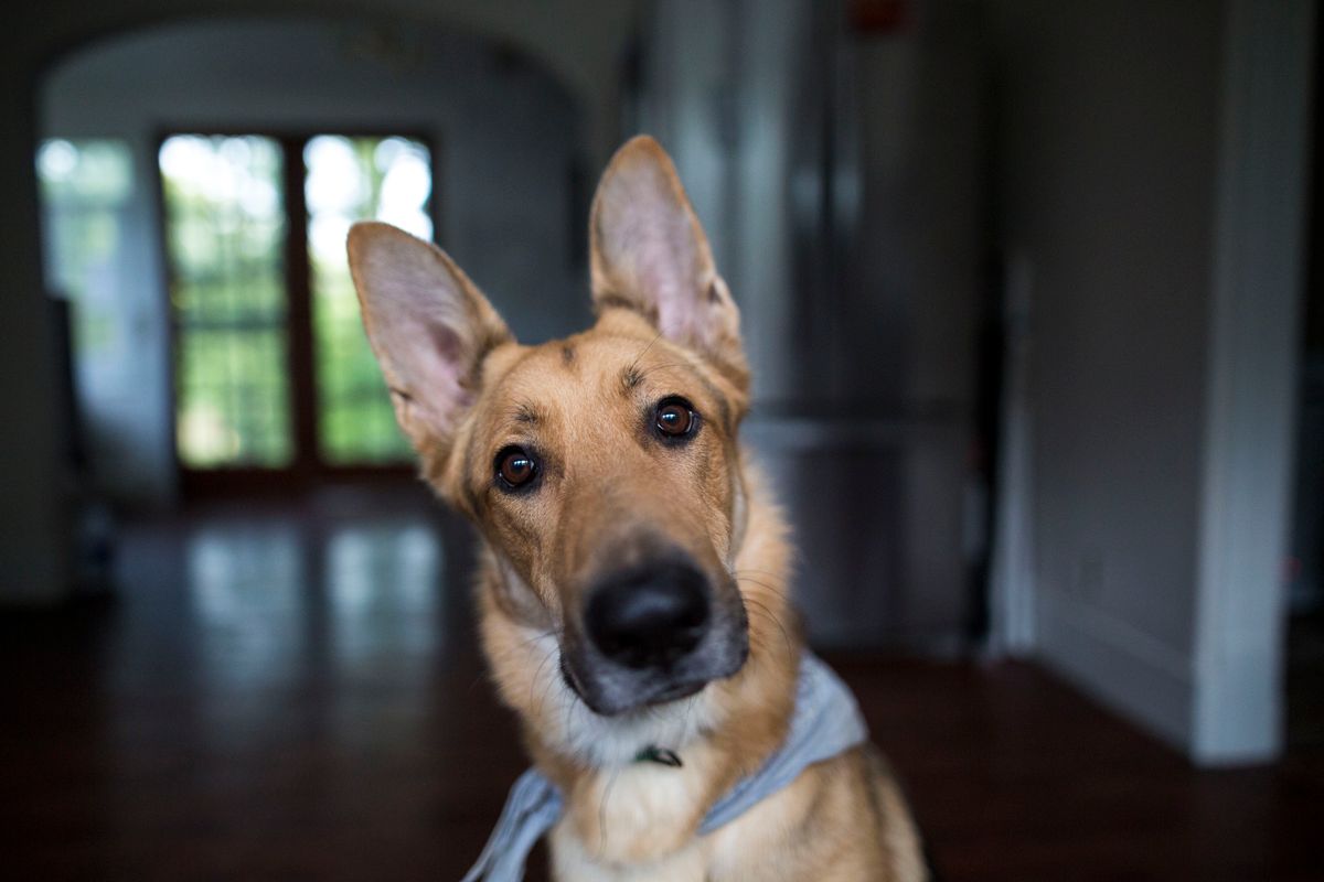 Dog Face Photos, Download The BEST Free Dog Face Stock Photos & HD Images