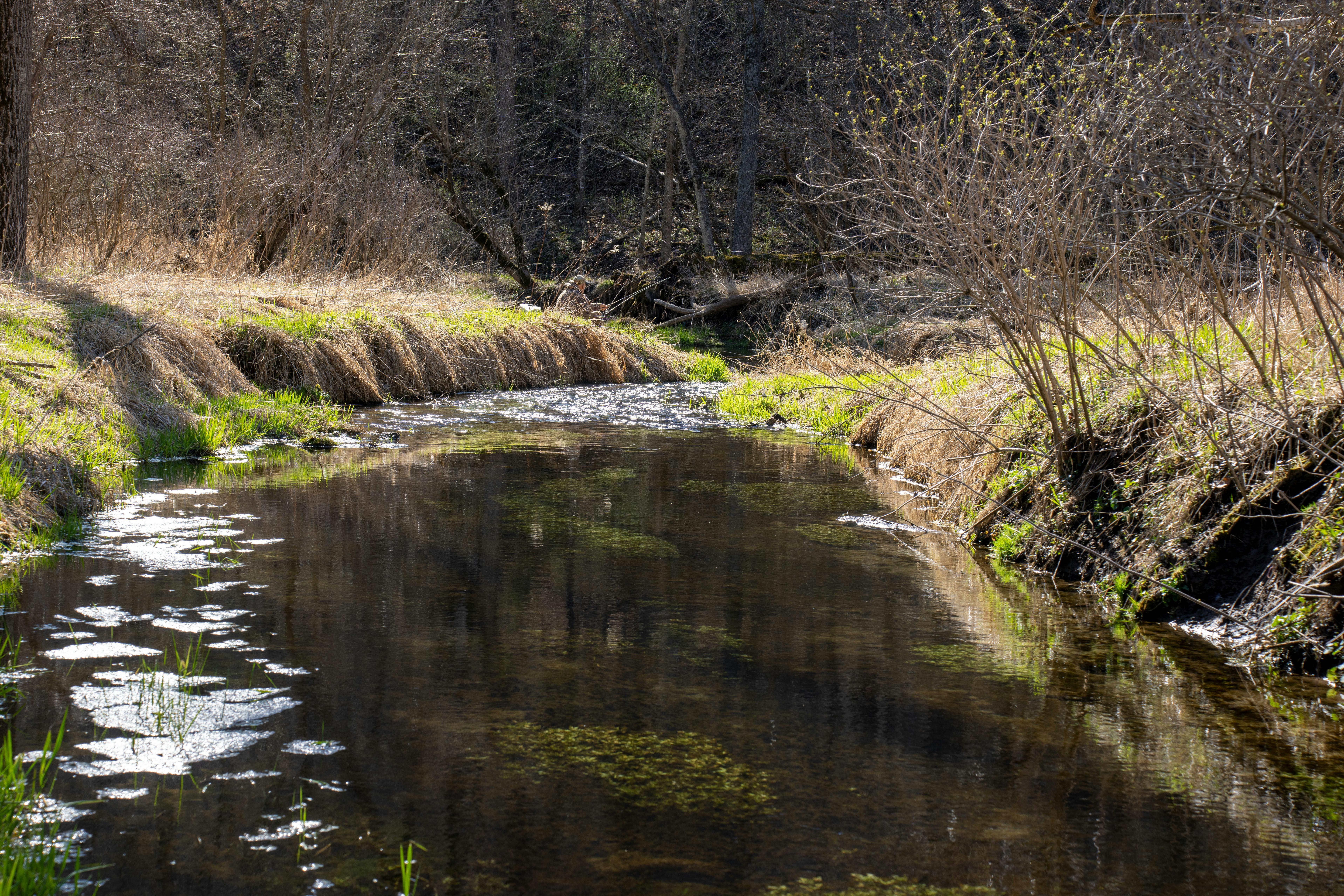 Stream in a Forest · Free Stock Photo
