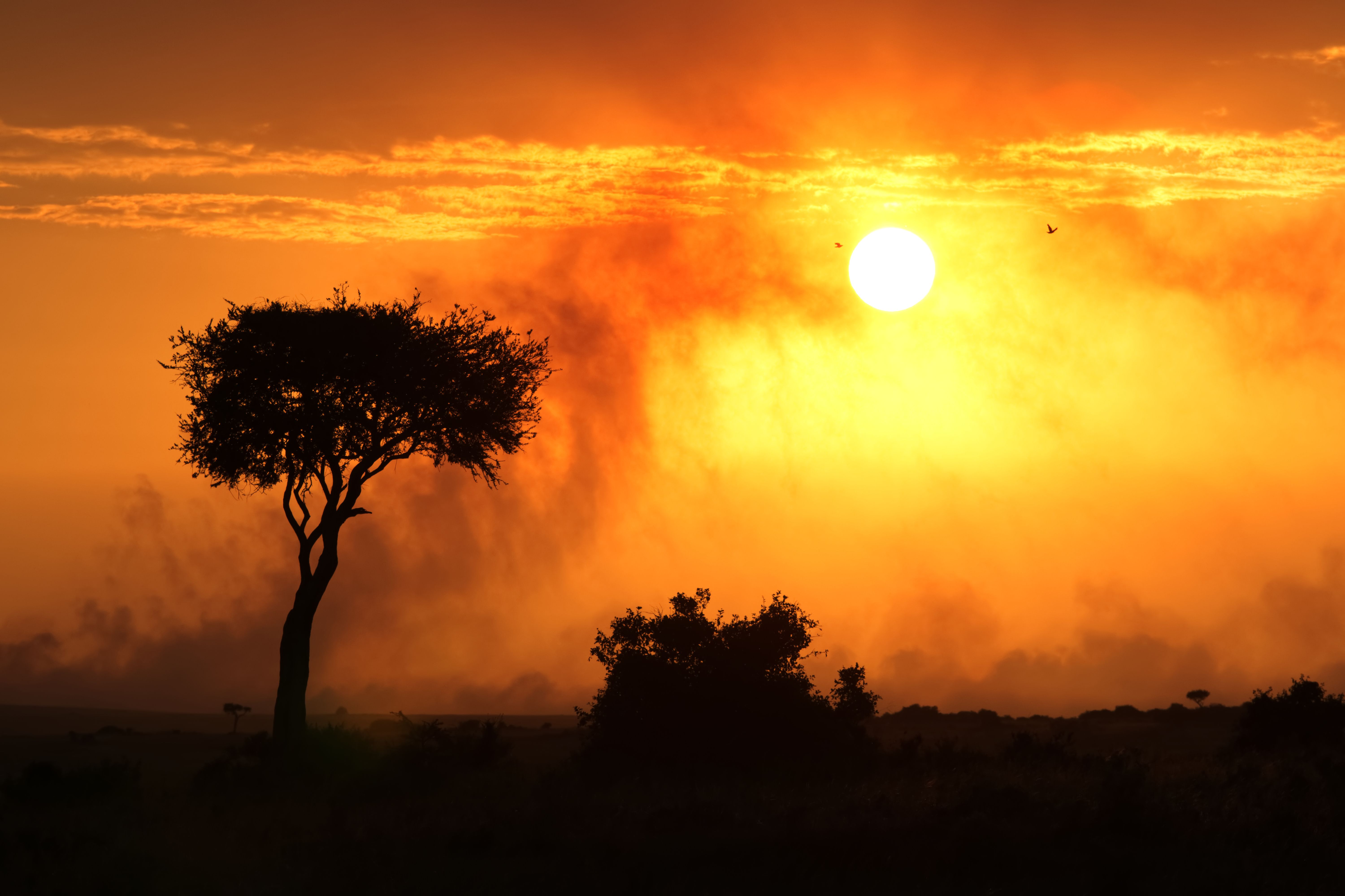 Sunset on Safari · Free Stock Photo