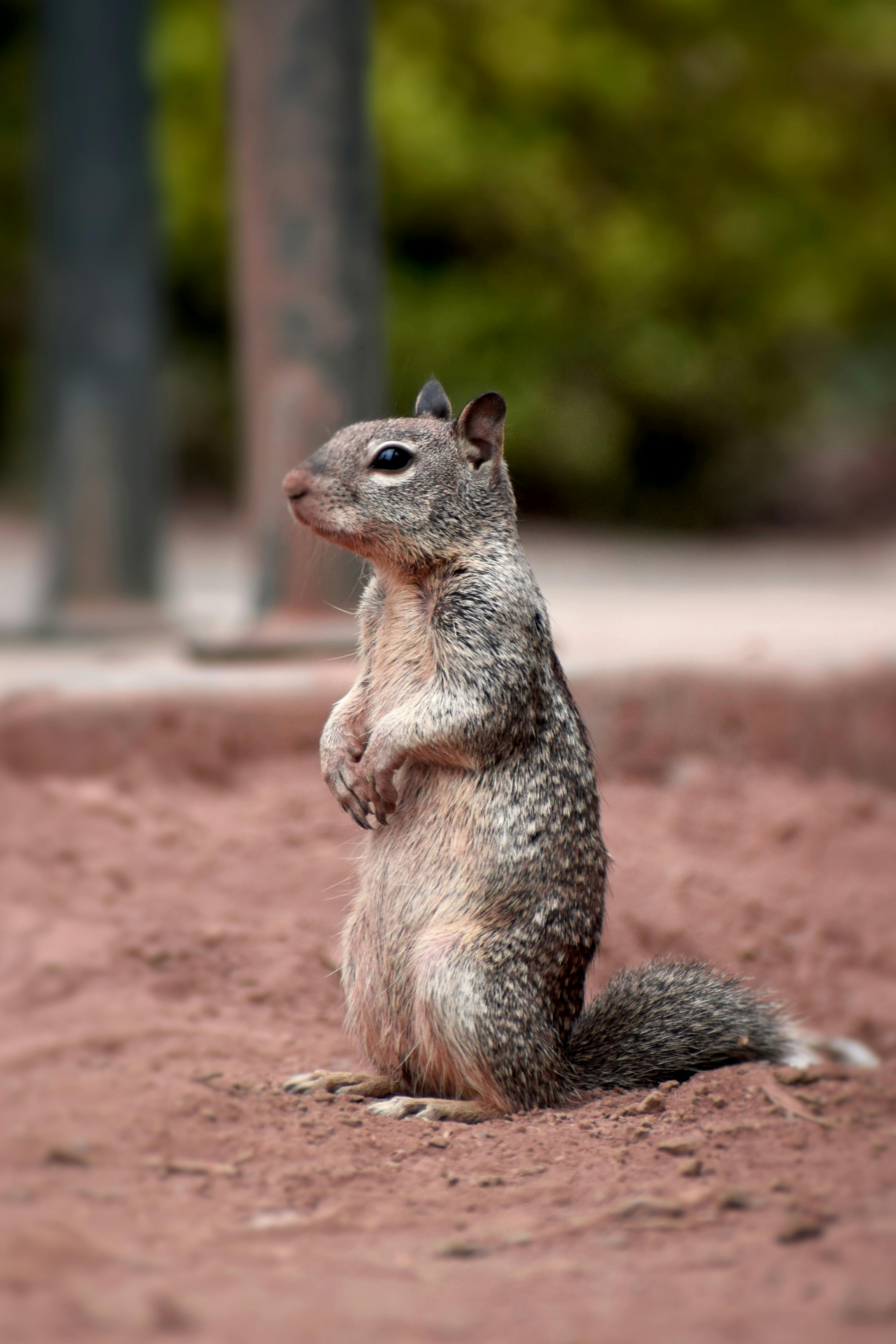 Woodchuck Standing in a Park · Free Stock Photo