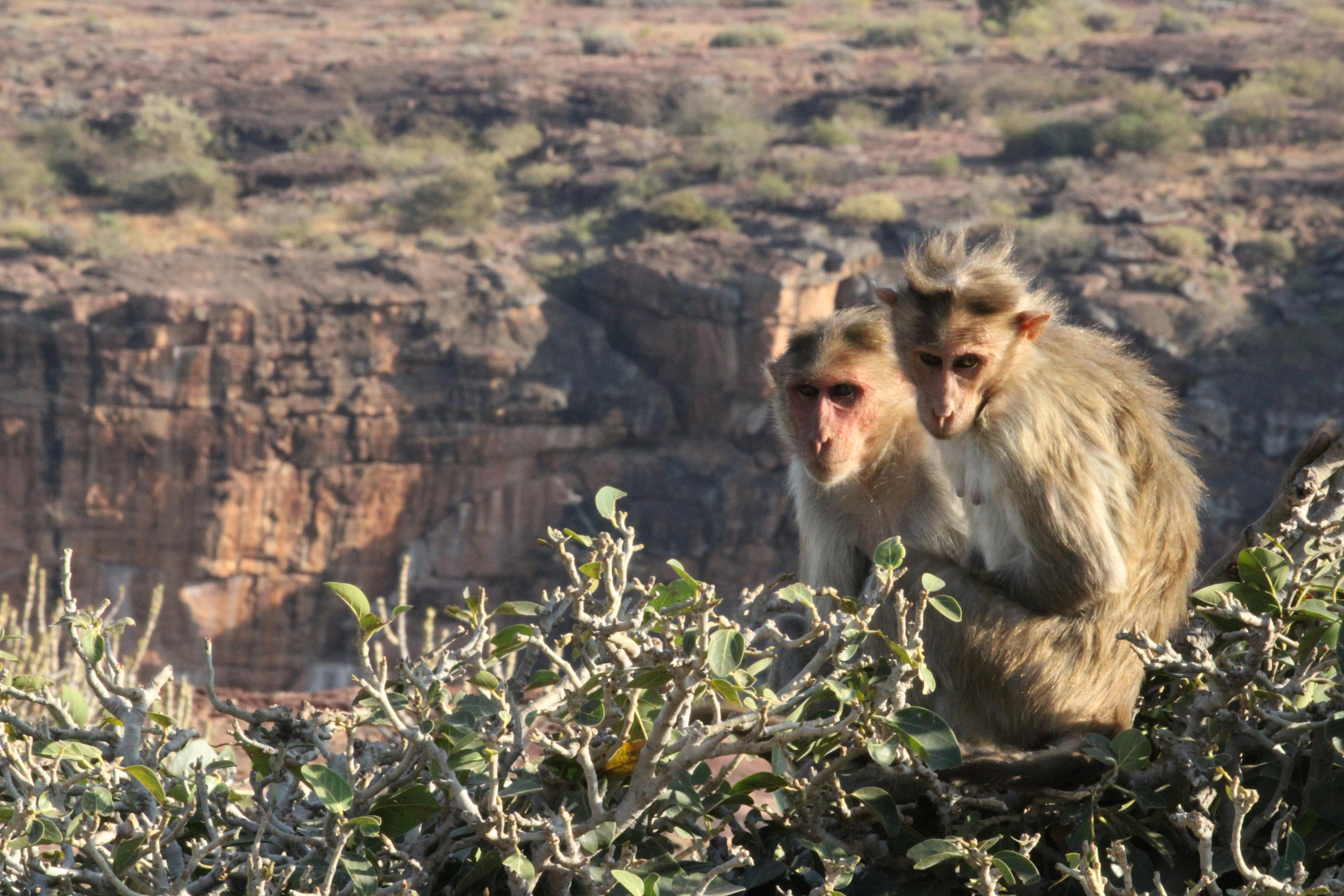 Rhesuses Sitting on a Canyon · Free Stock Photo