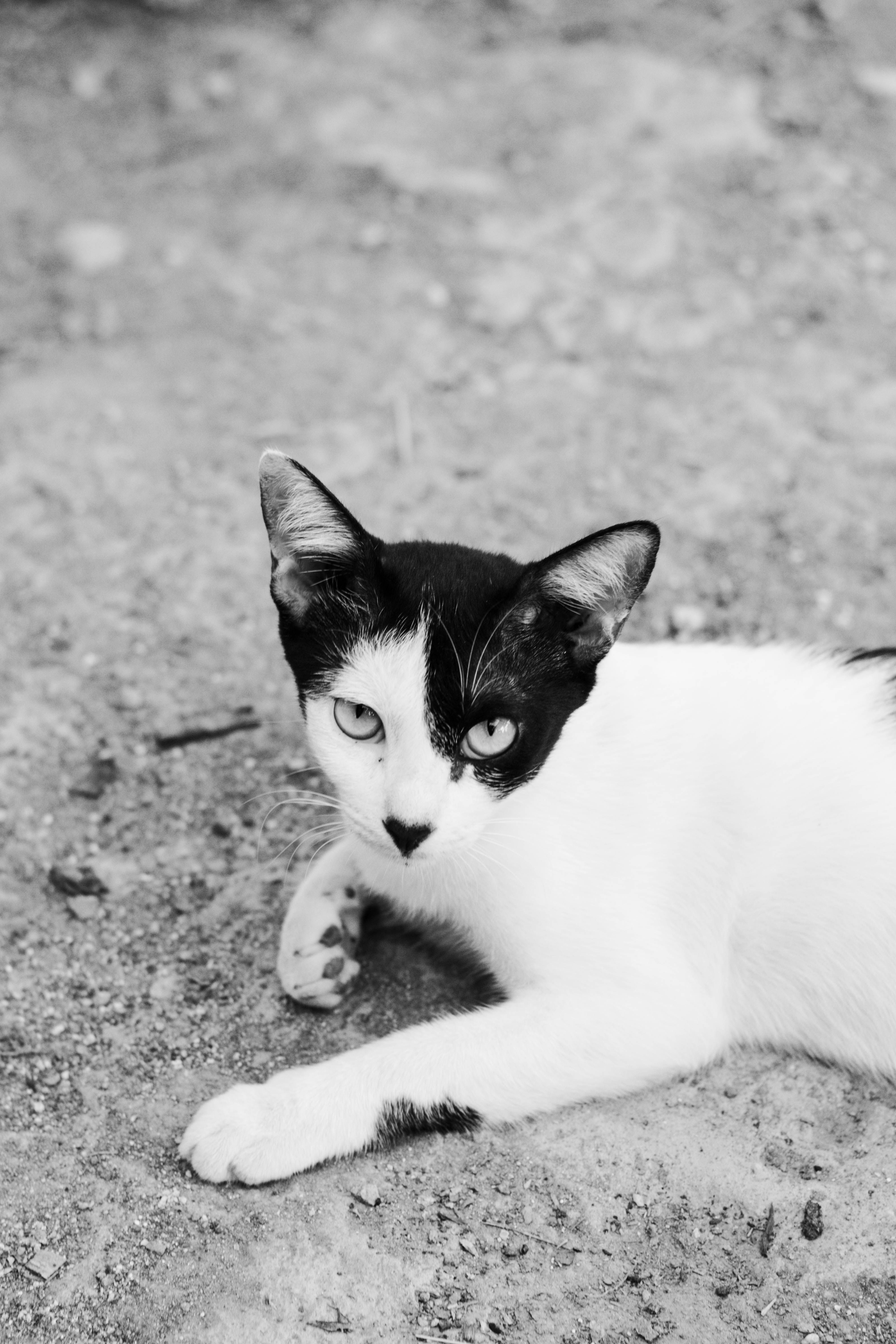 Black and White Cat in Black and White · Free Stock Photo