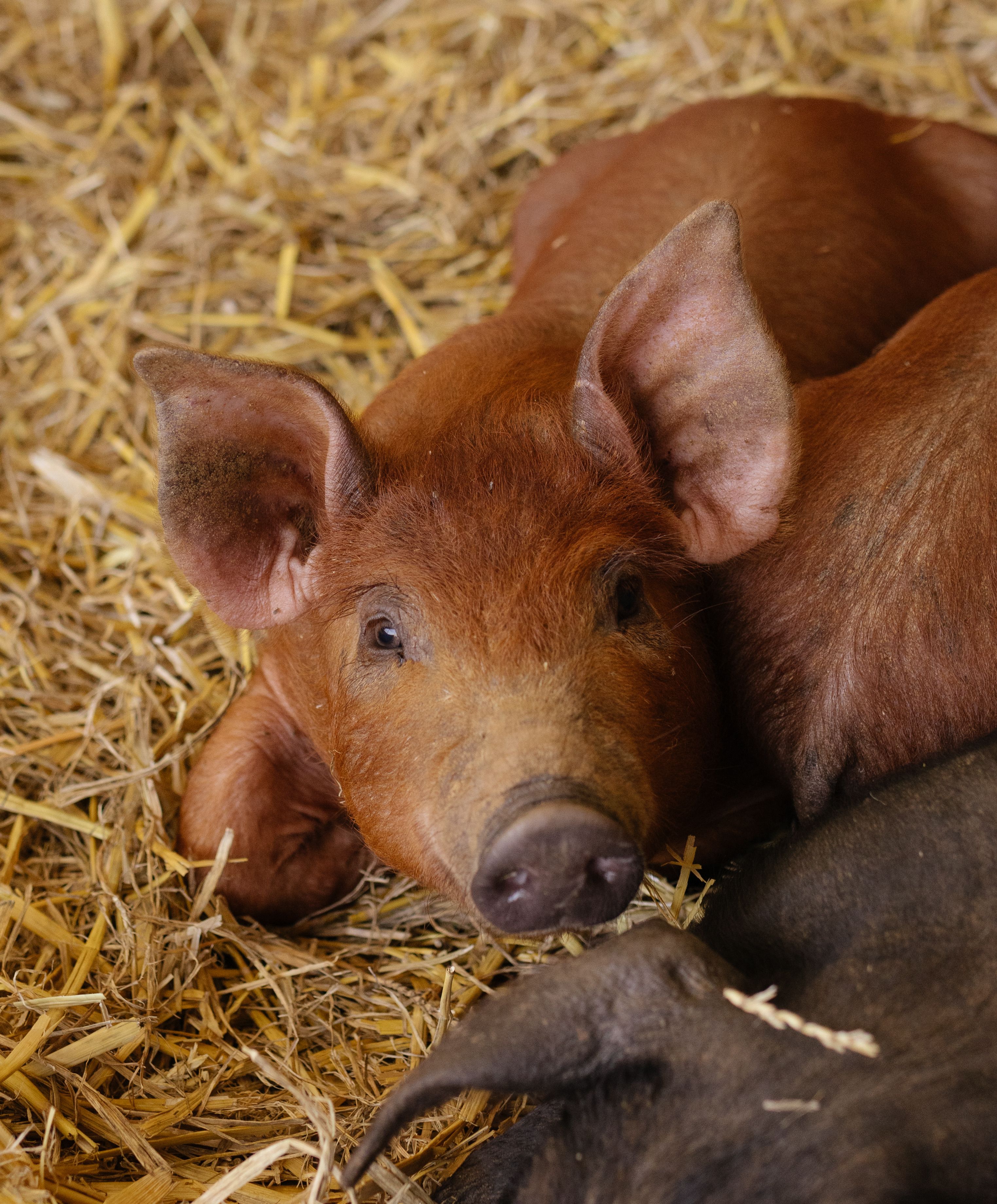 Pig+Cums+In+Cervix+Pussy Photos, Download The BEST Free Pig+Cums+In ...
