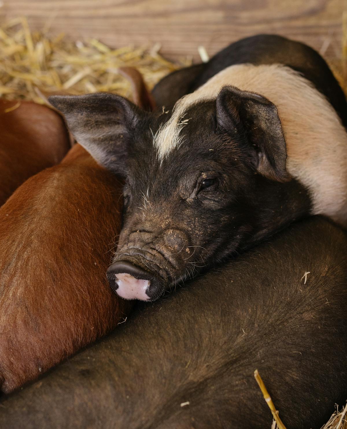 Pigs Photos, Download The BEST Free Pigs Stock Photos & HD Images