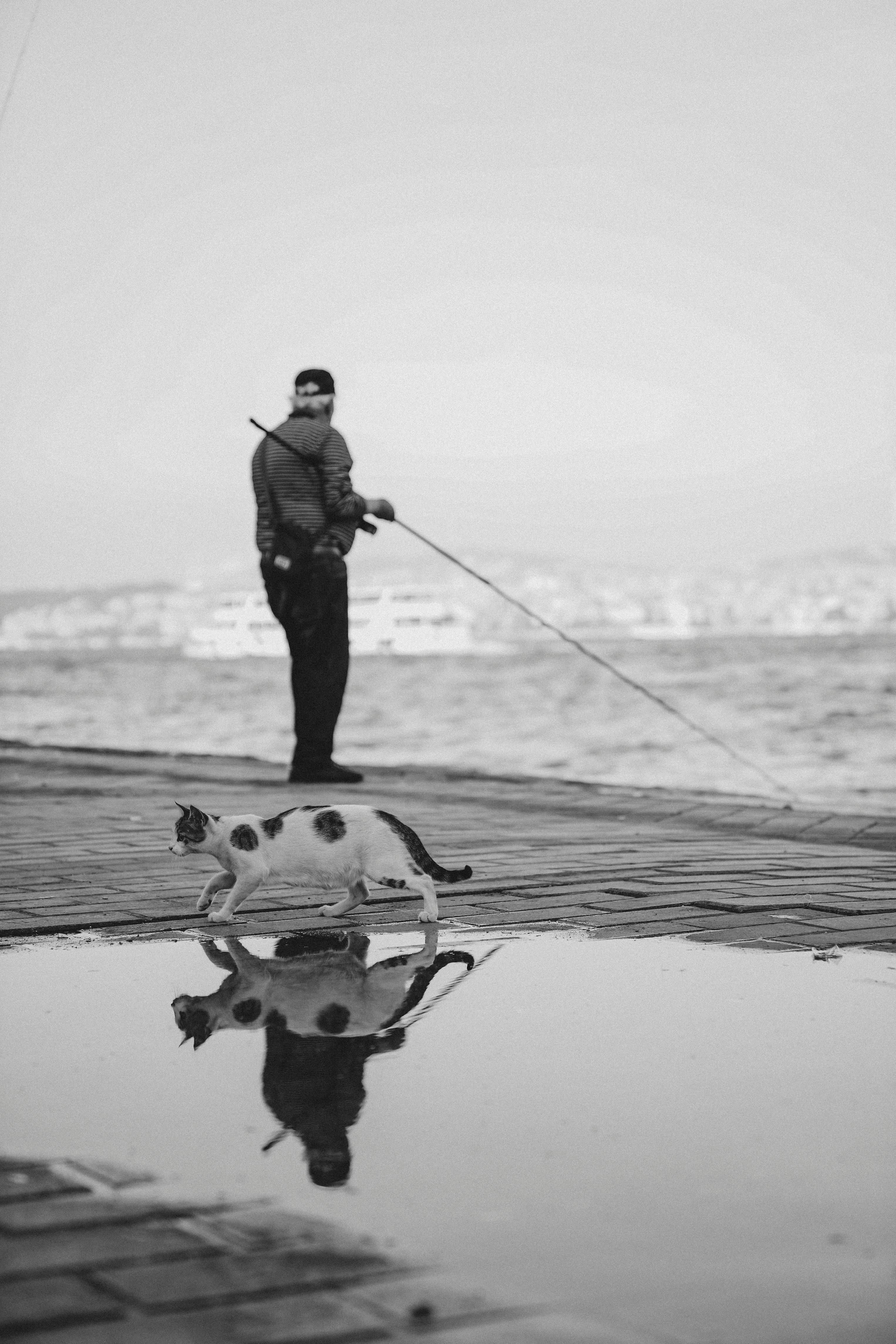 Senior Man Fishing in Sea next to Cat Walking around Puddle · Free ...