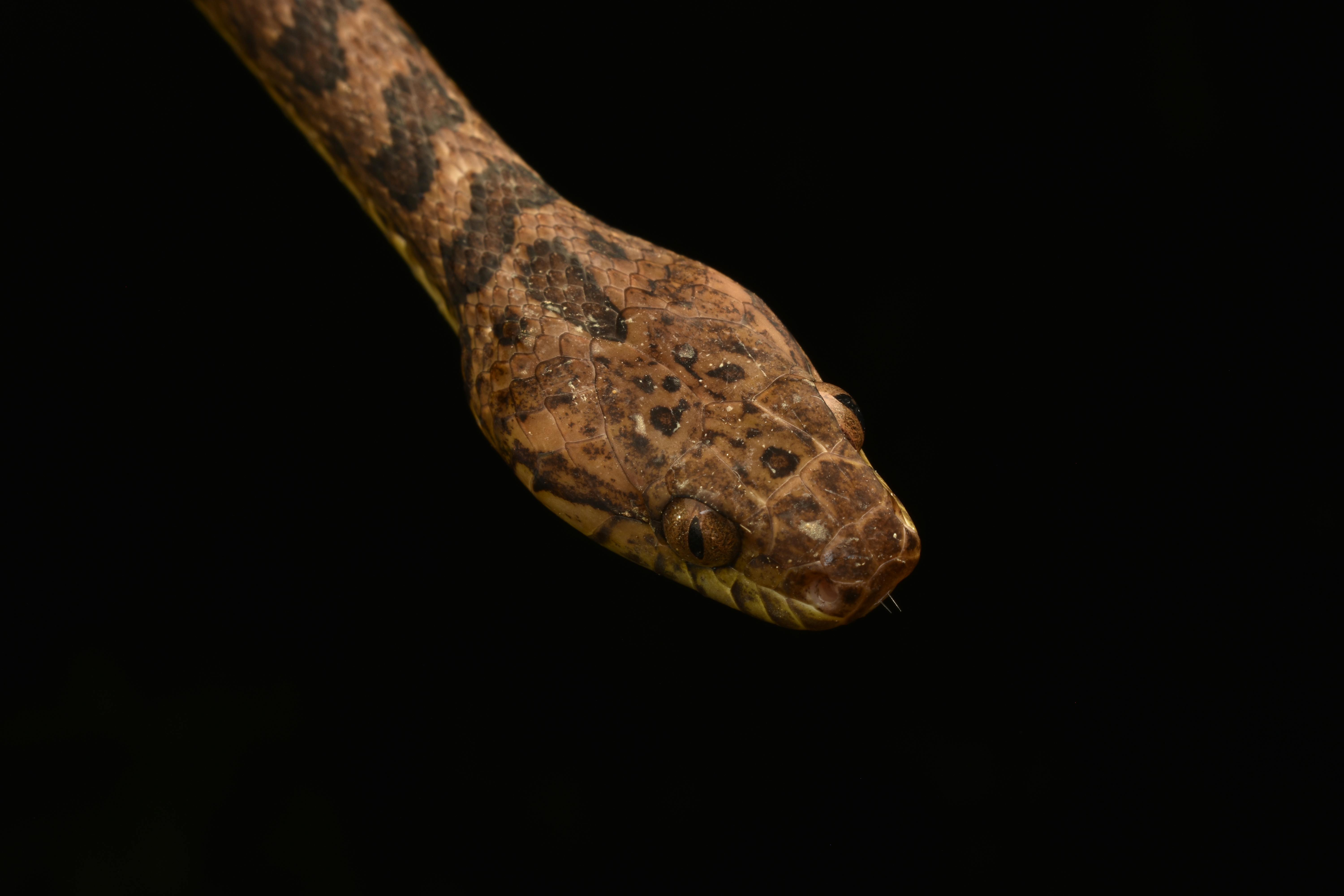 Snake Slither Photos, Download The BEST Free Snake Slither Stock Photos ...