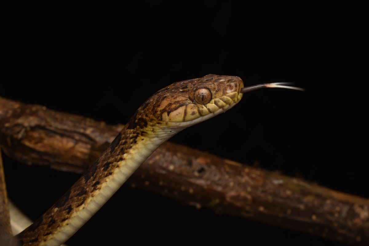 Black Snakes in North America: Types and Their Role