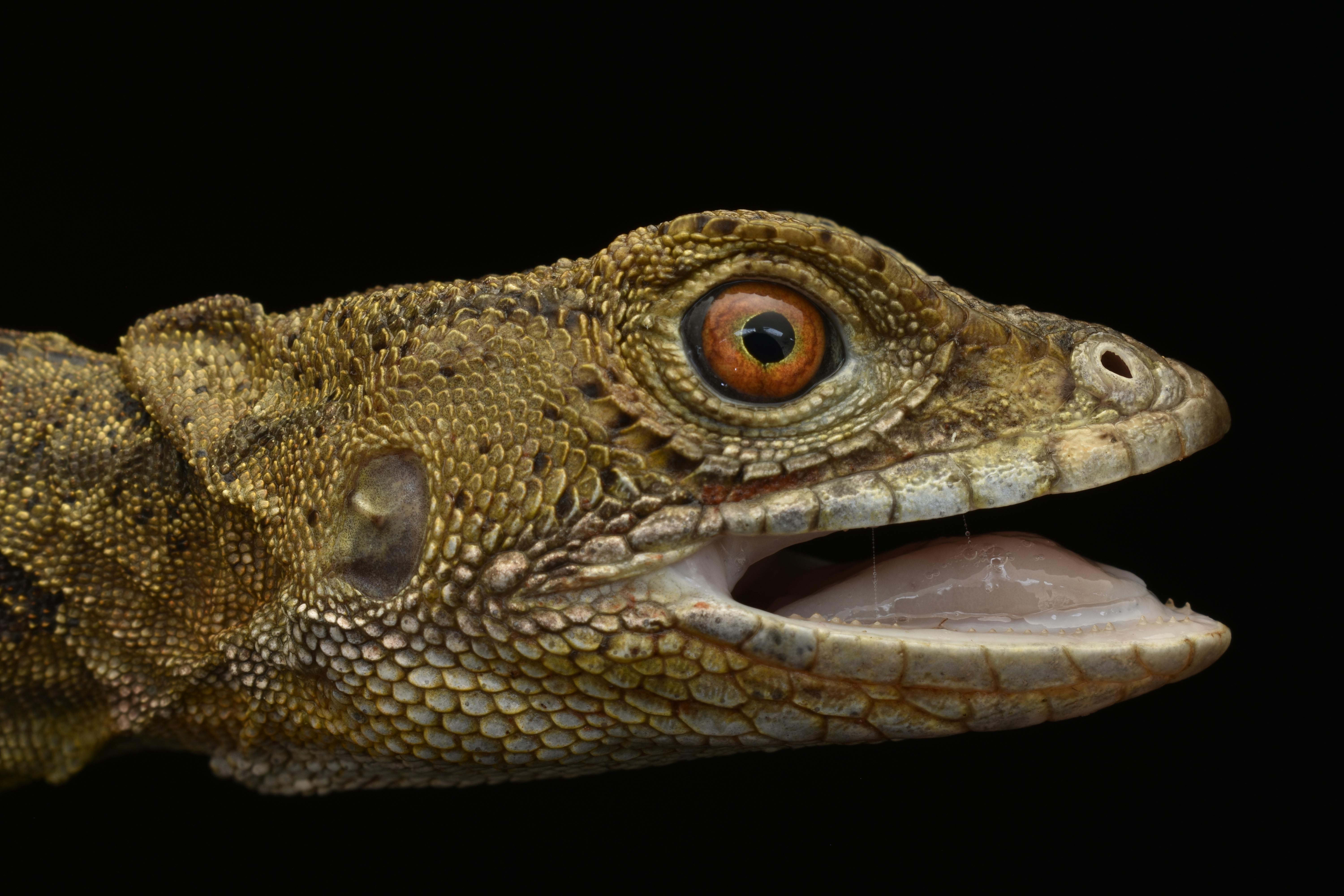 Head of a Common Basilisk · Free Stock Photo
