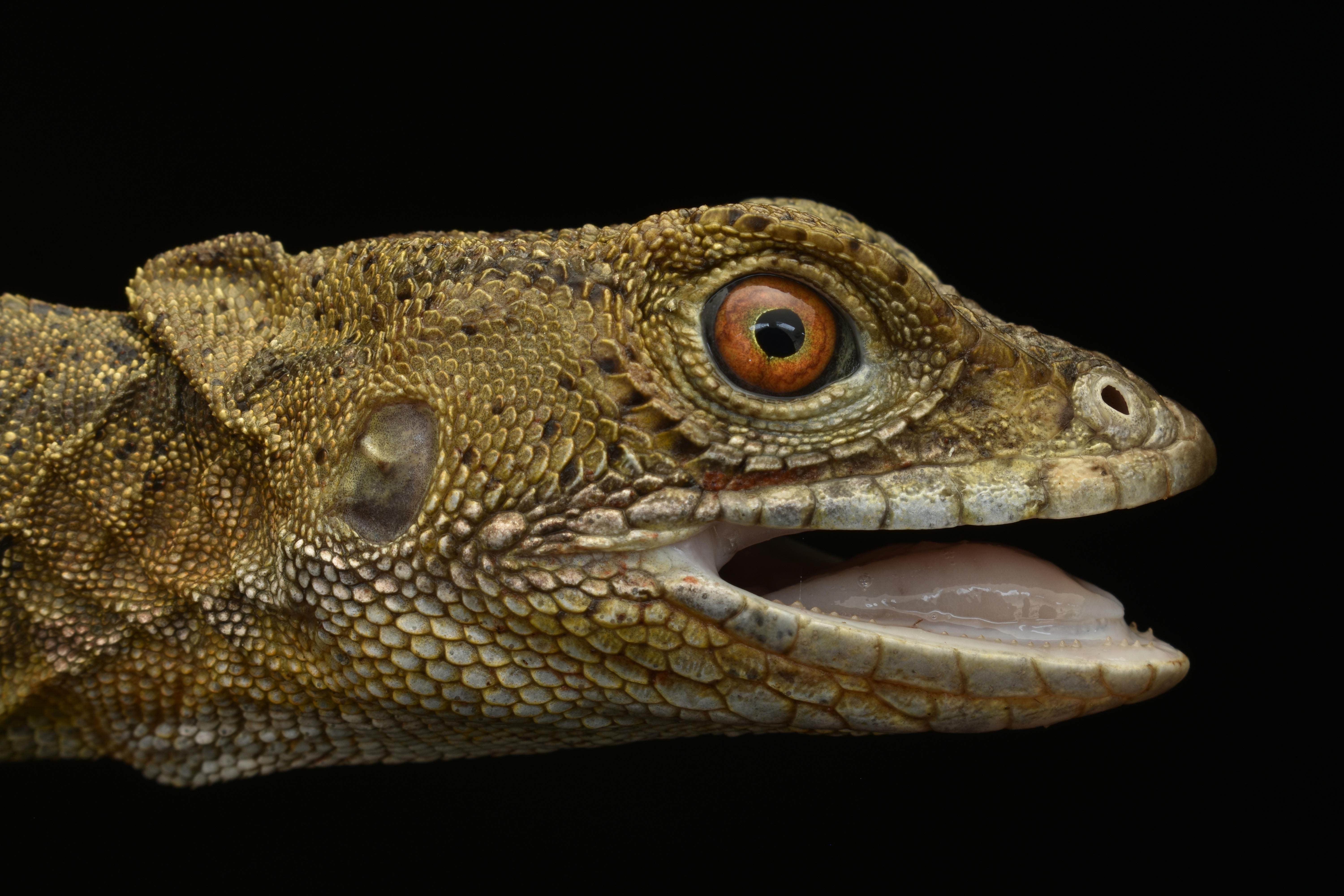 Foto de stock gratuita sobre animal exotico, animal terrestre, balanzas ...