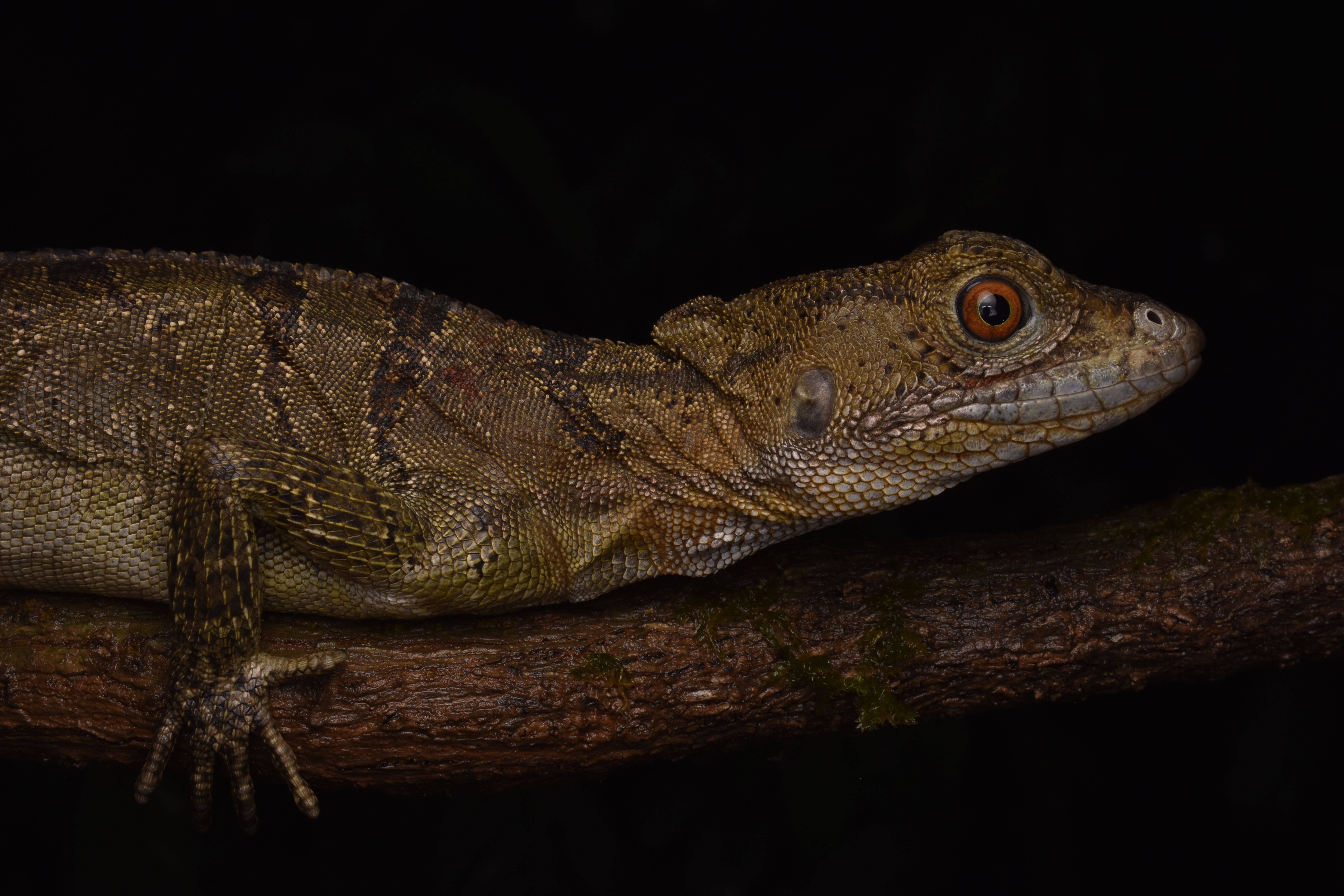 A lizard is sitting on a branch in the dark · Free Stock Photo
