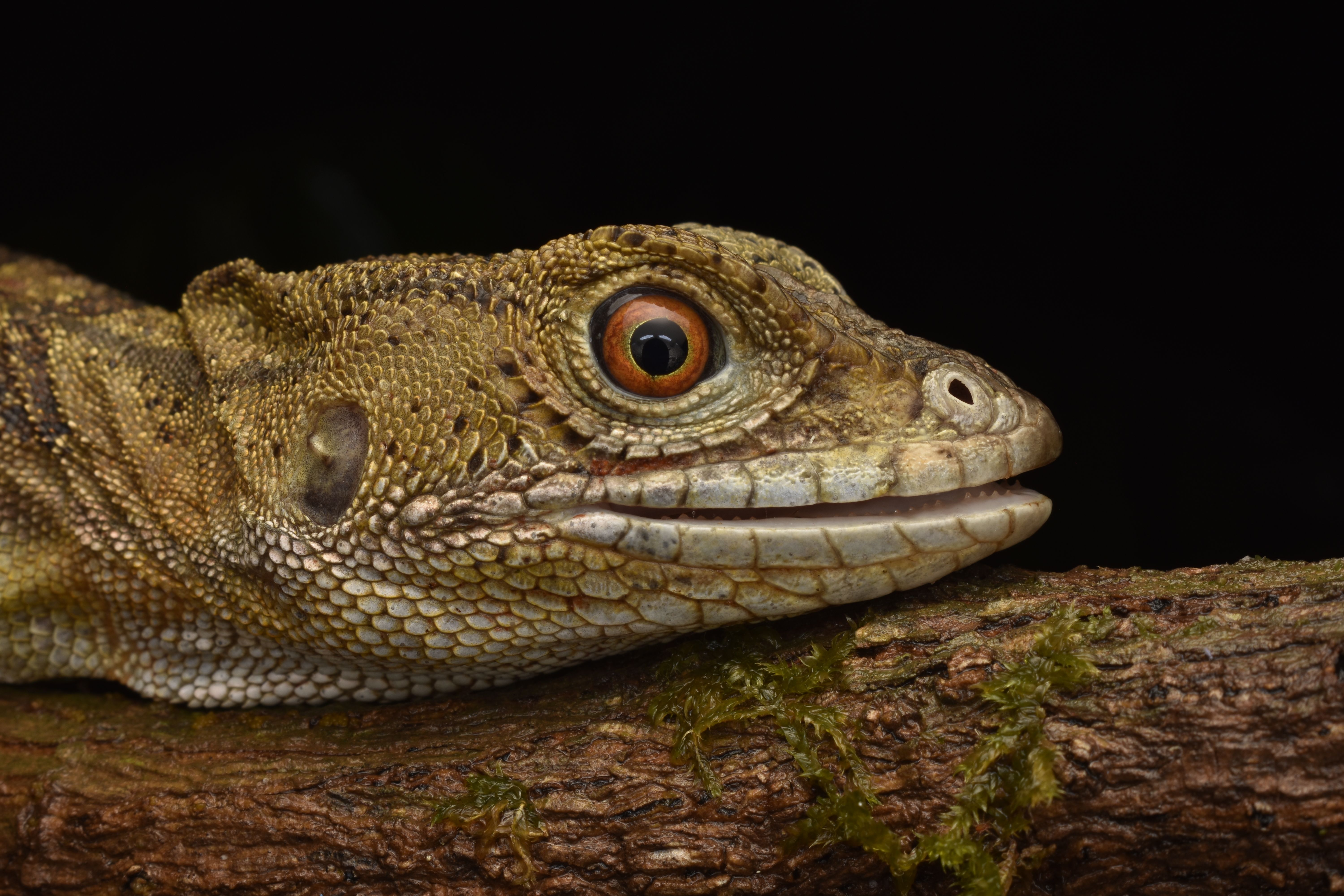 Common Basilisk Up Close · Free Stock Photo