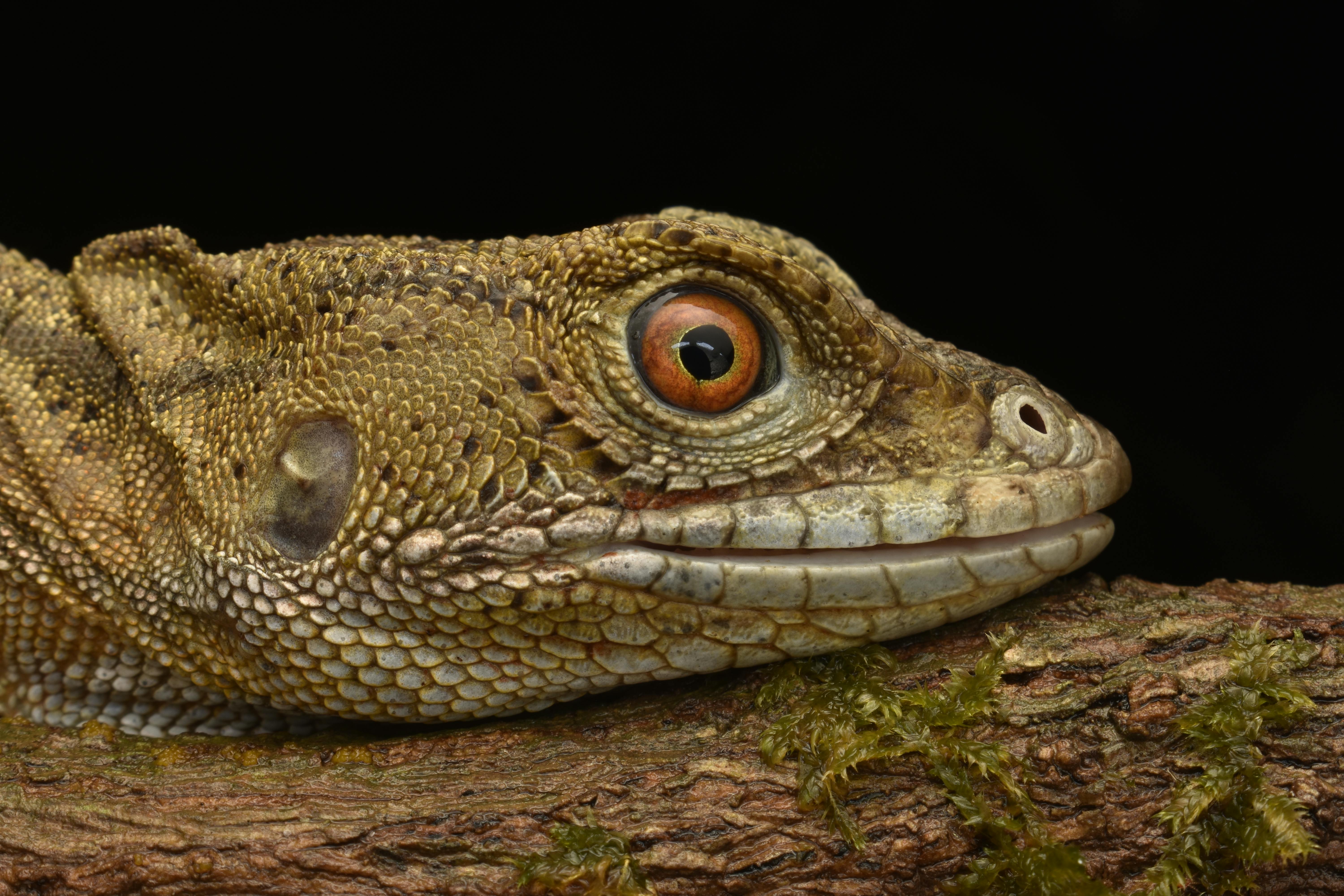 Head of a Common Basilisk · Free Stock Photo