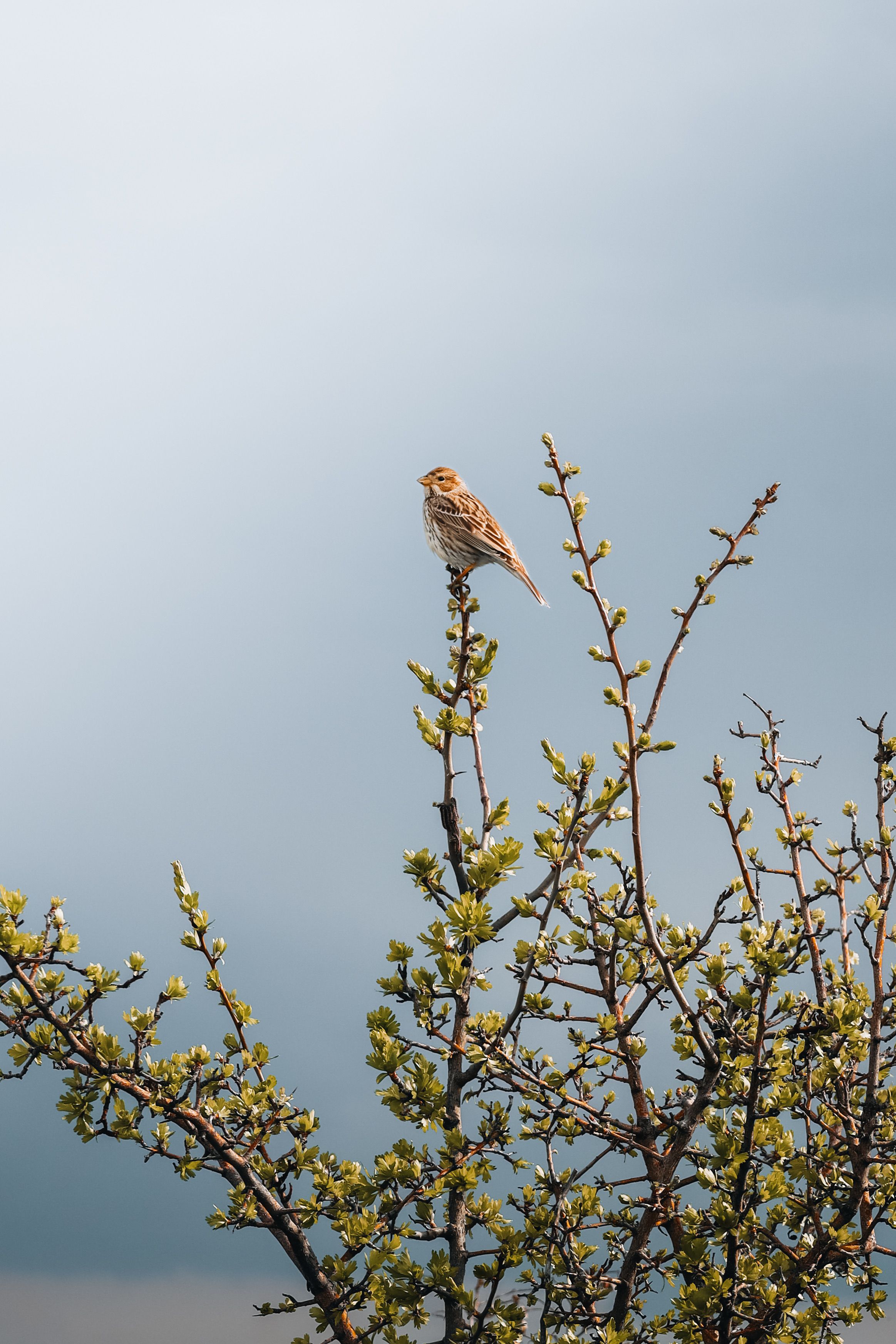 Corn Bunting on Tree · Free Stock Photo