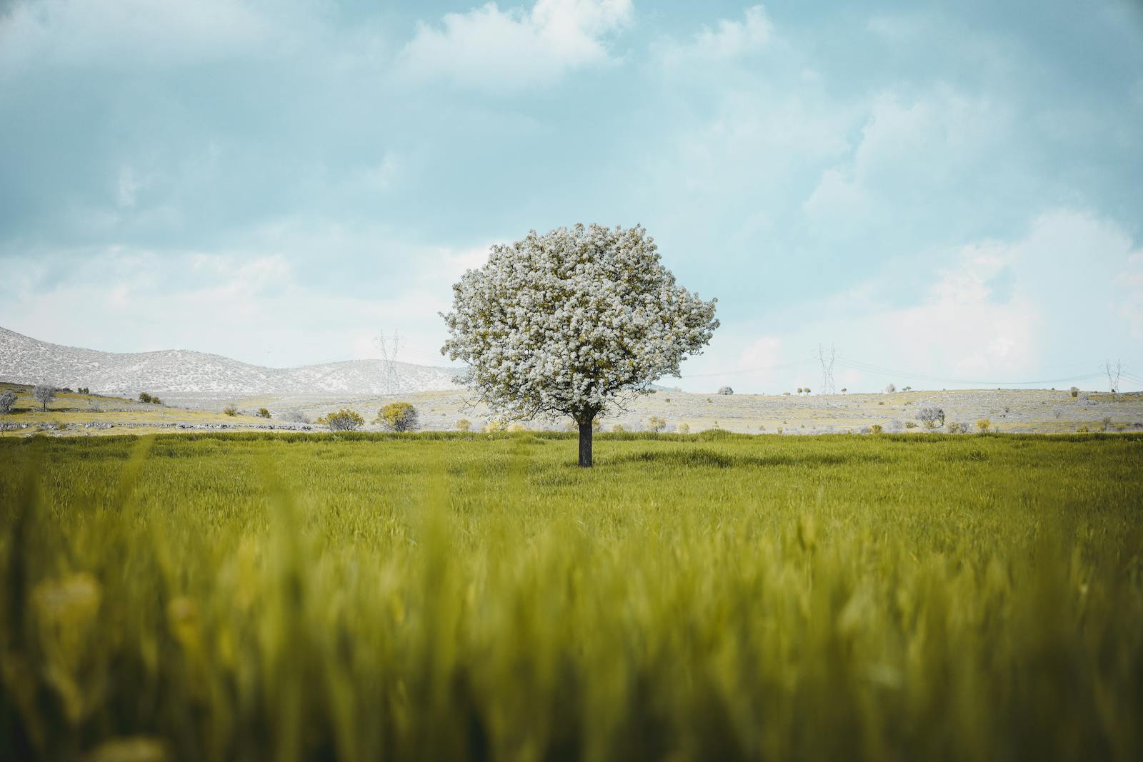 Single Tree Photos, Download The BEST Free Single Tree Stock Photos ...