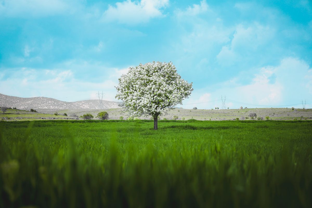 Real Single Live Green Tree Photos, Download The BEST Free Real Single ...