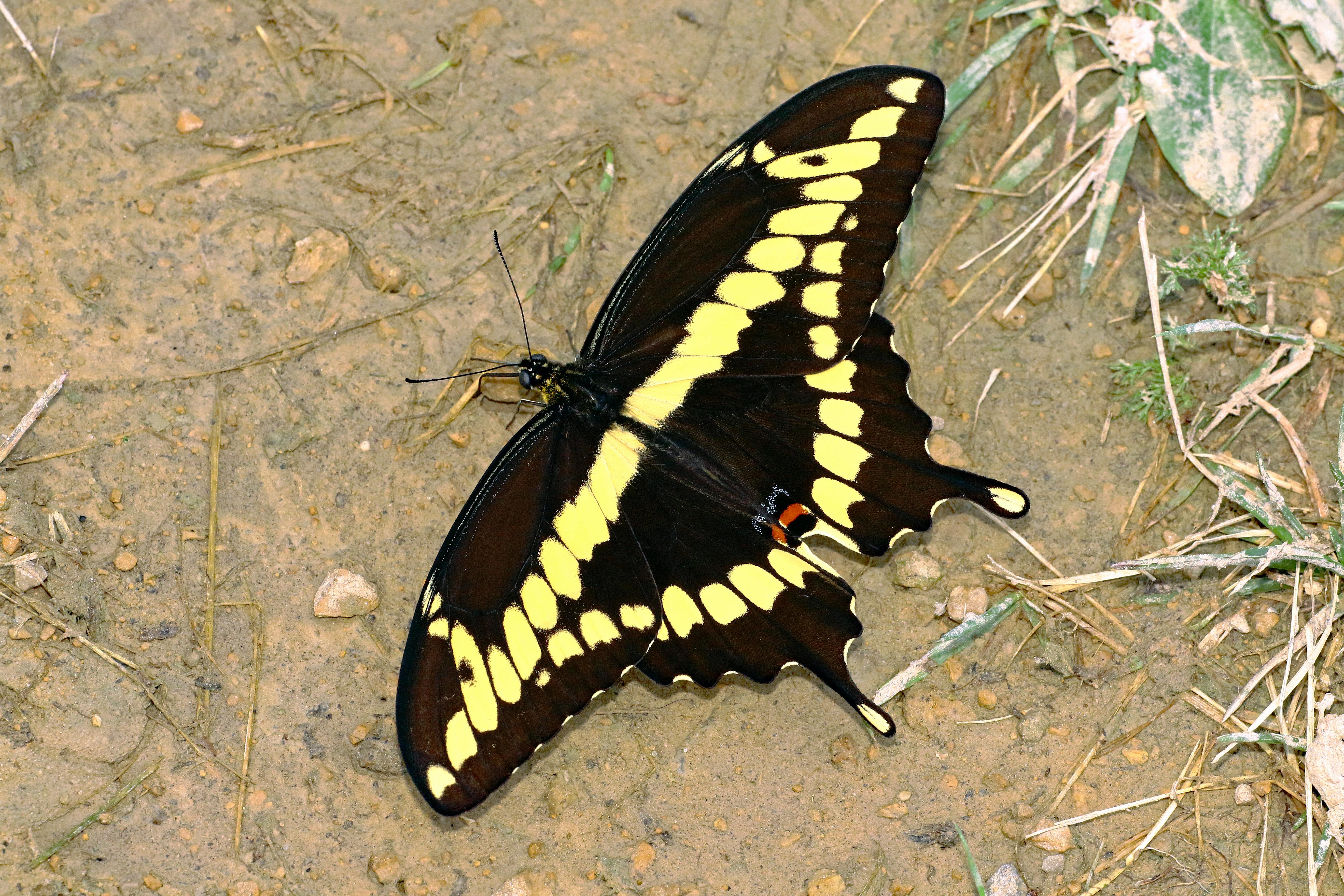 Flutter Soil Photos, Download The BEST Free Flutter Soil Stock Photos ...