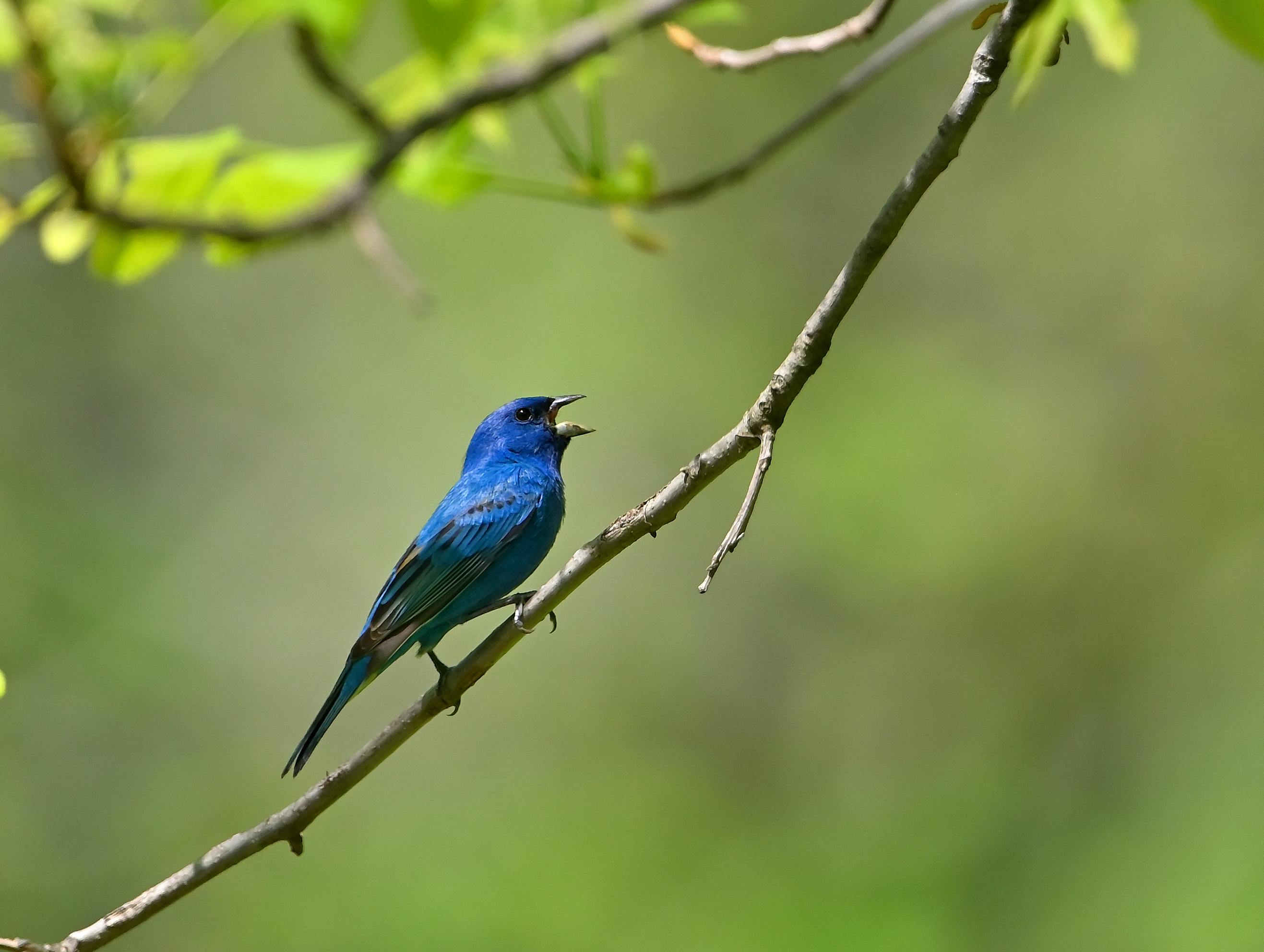 Indigo Bunting on Branch of Tree · Free Stock Photo