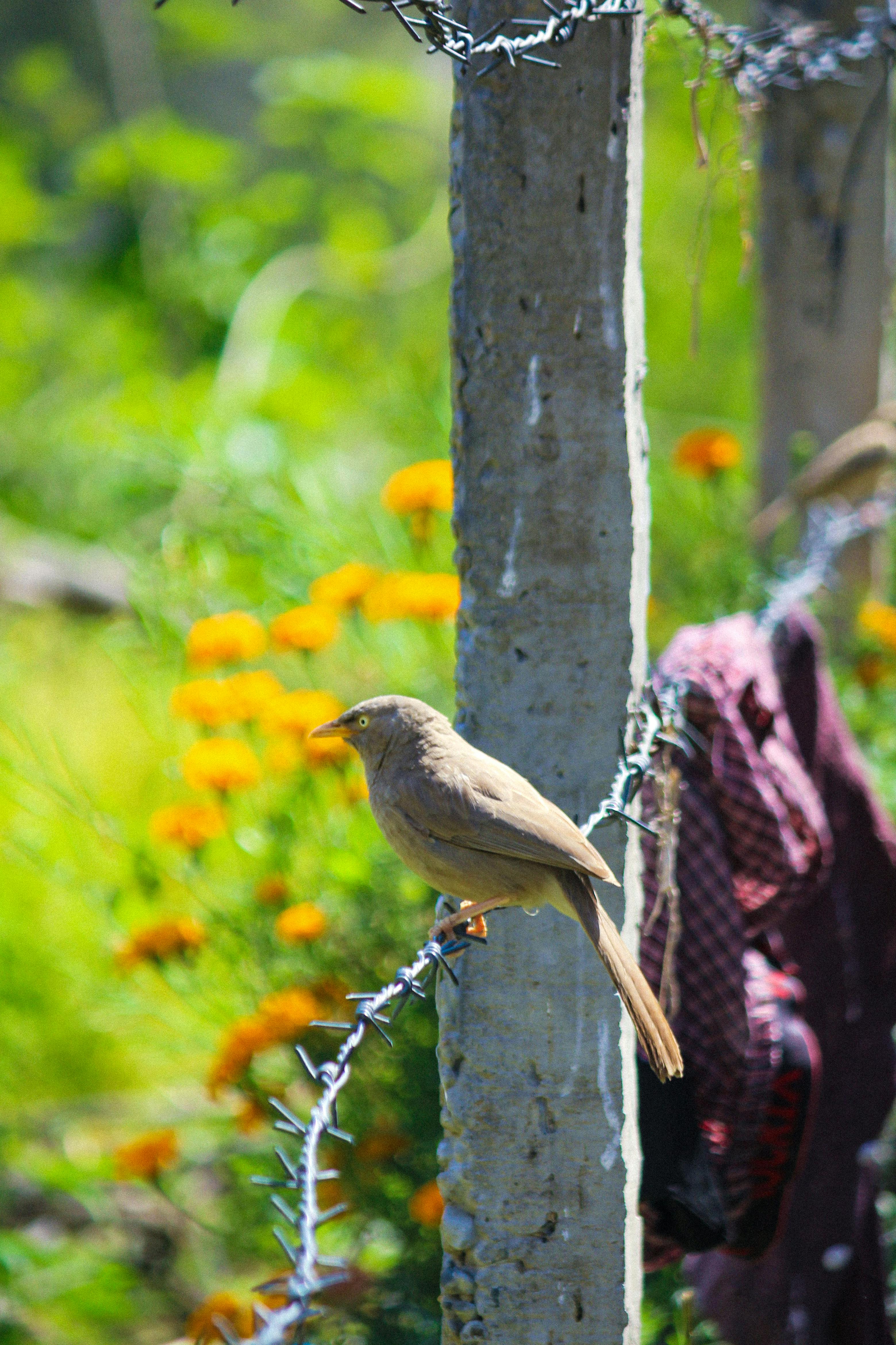 Anurag Jamwal - 사진