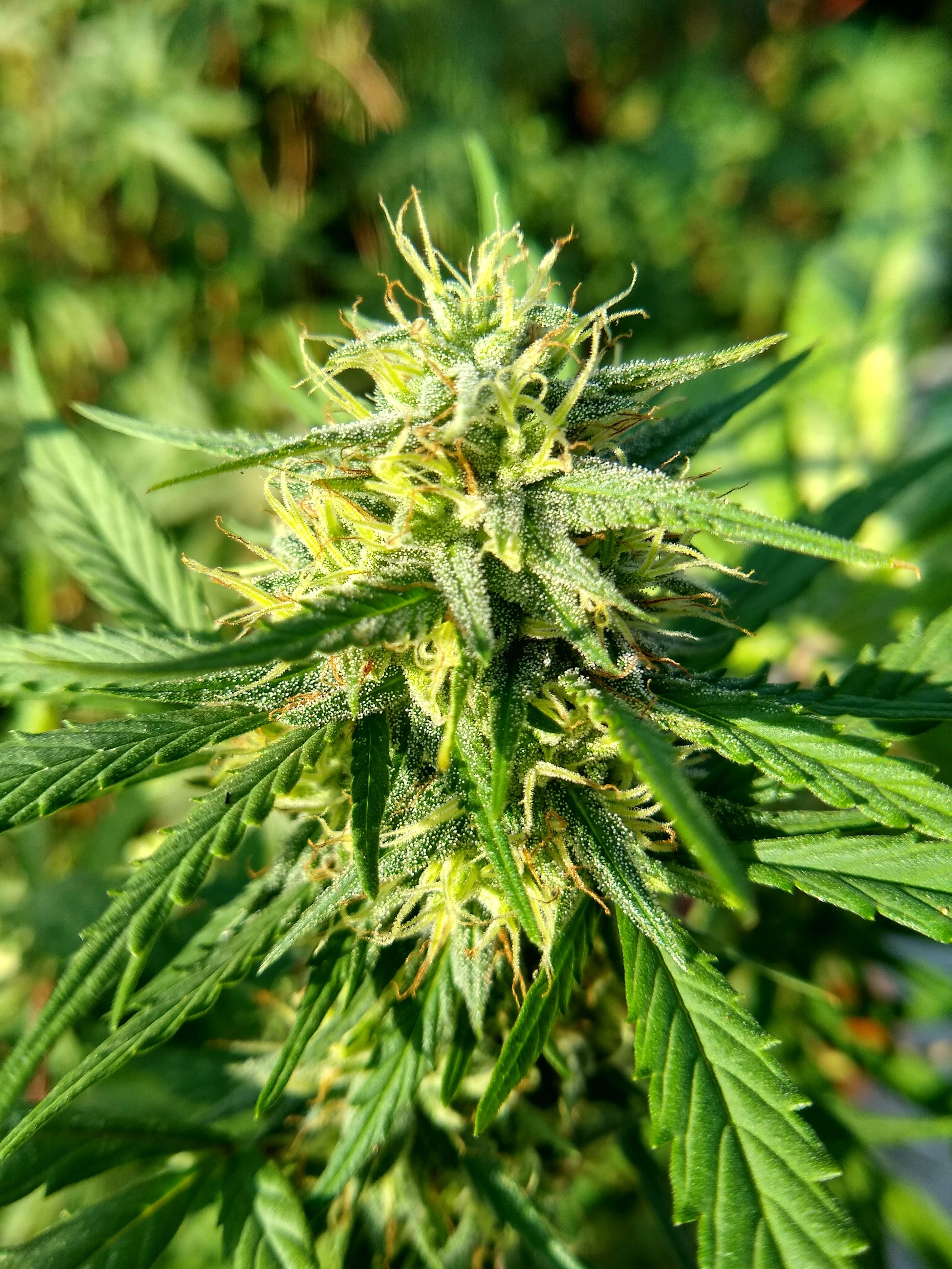 Hemp Nuggets Photos, Download The BEST Free Hemp Nuggets Stock Photos ...