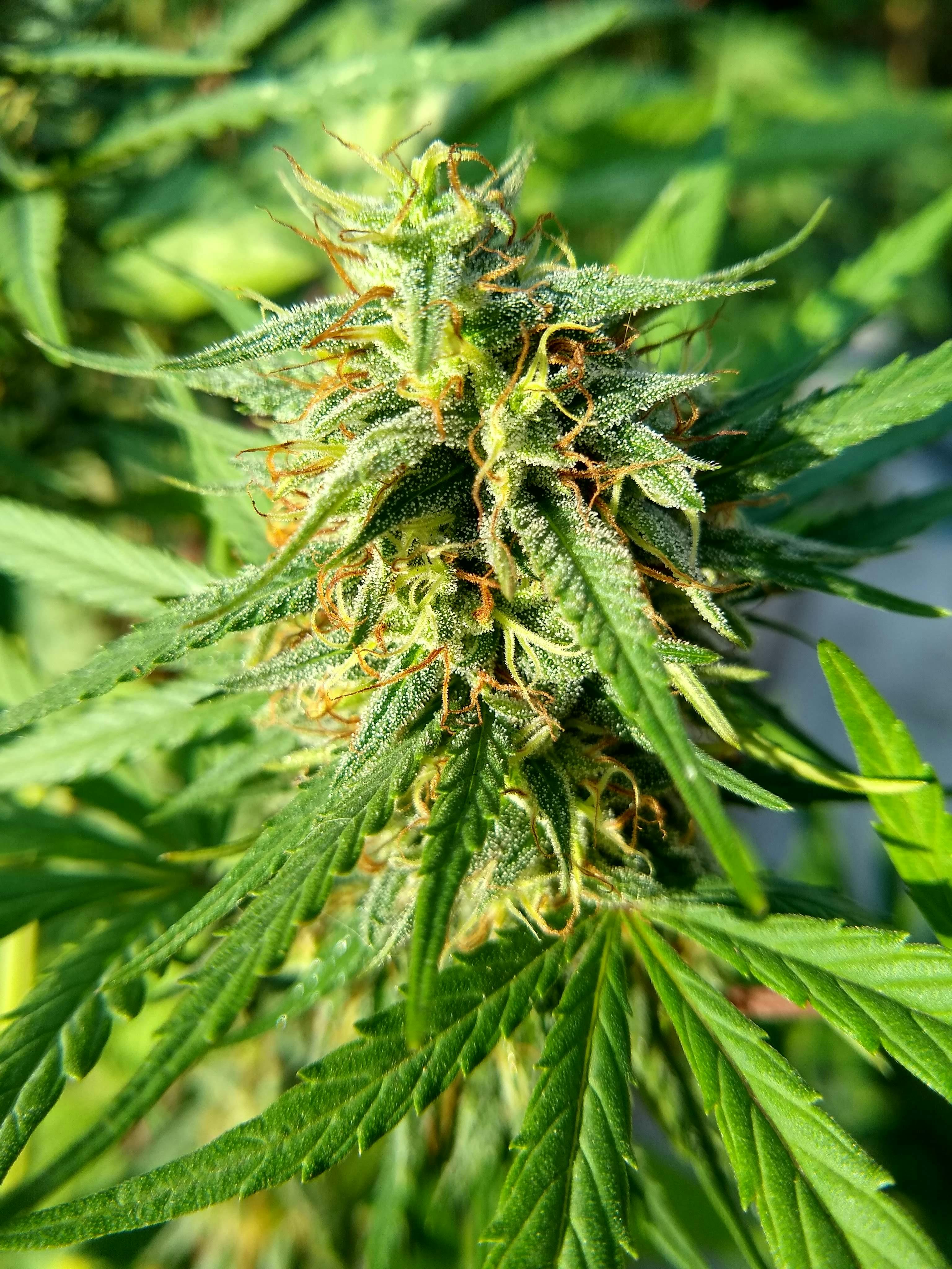 Foto de stock gratuita sobre agricultura, al aire libre, botánica ...