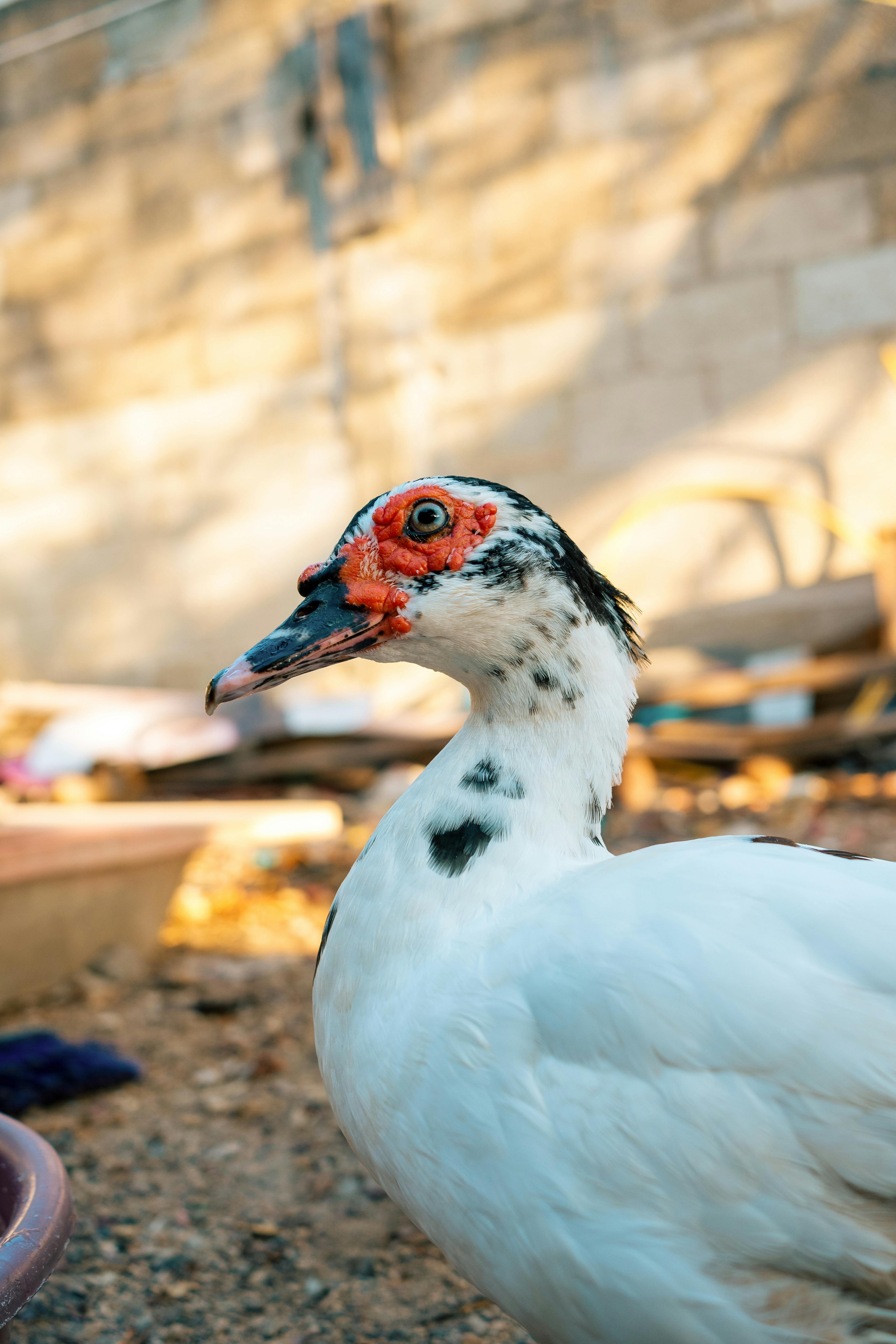 Foto de stock gratuita sobre @al aire libre, agricultura, animal ...