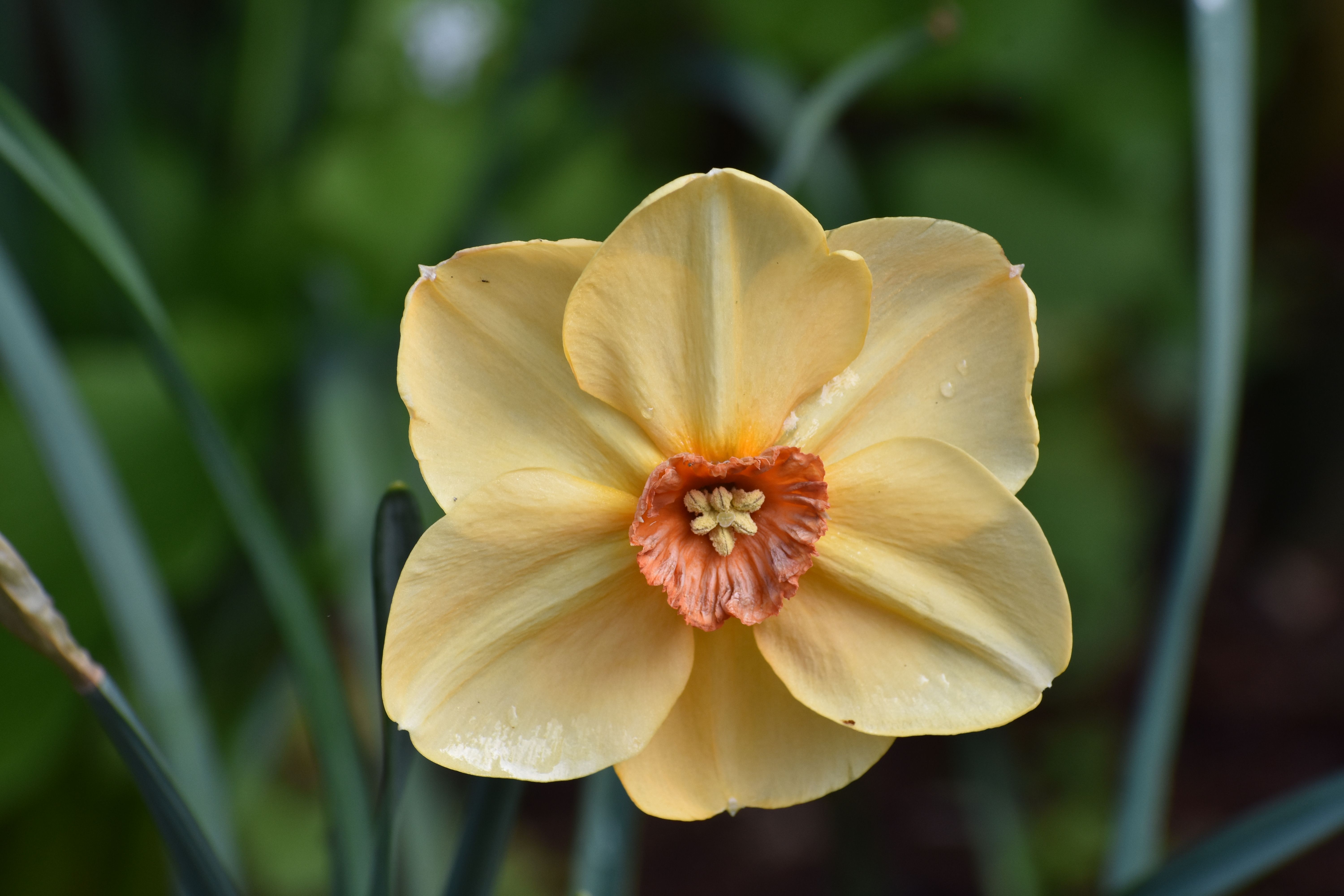 A yellow daffodil with an orange center · Free Stock Photo