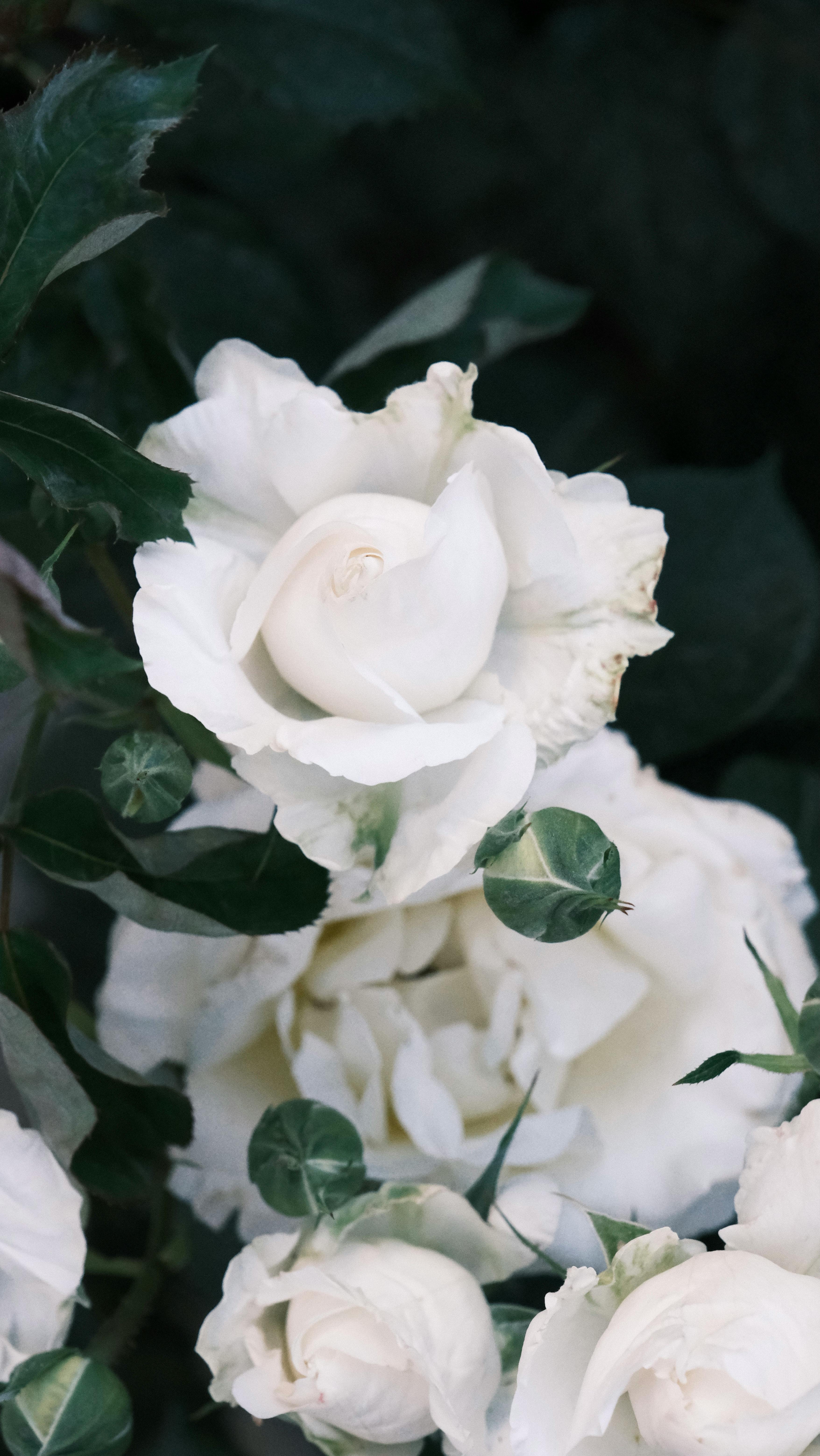 Bunch of White Roses · Free Stock Photo