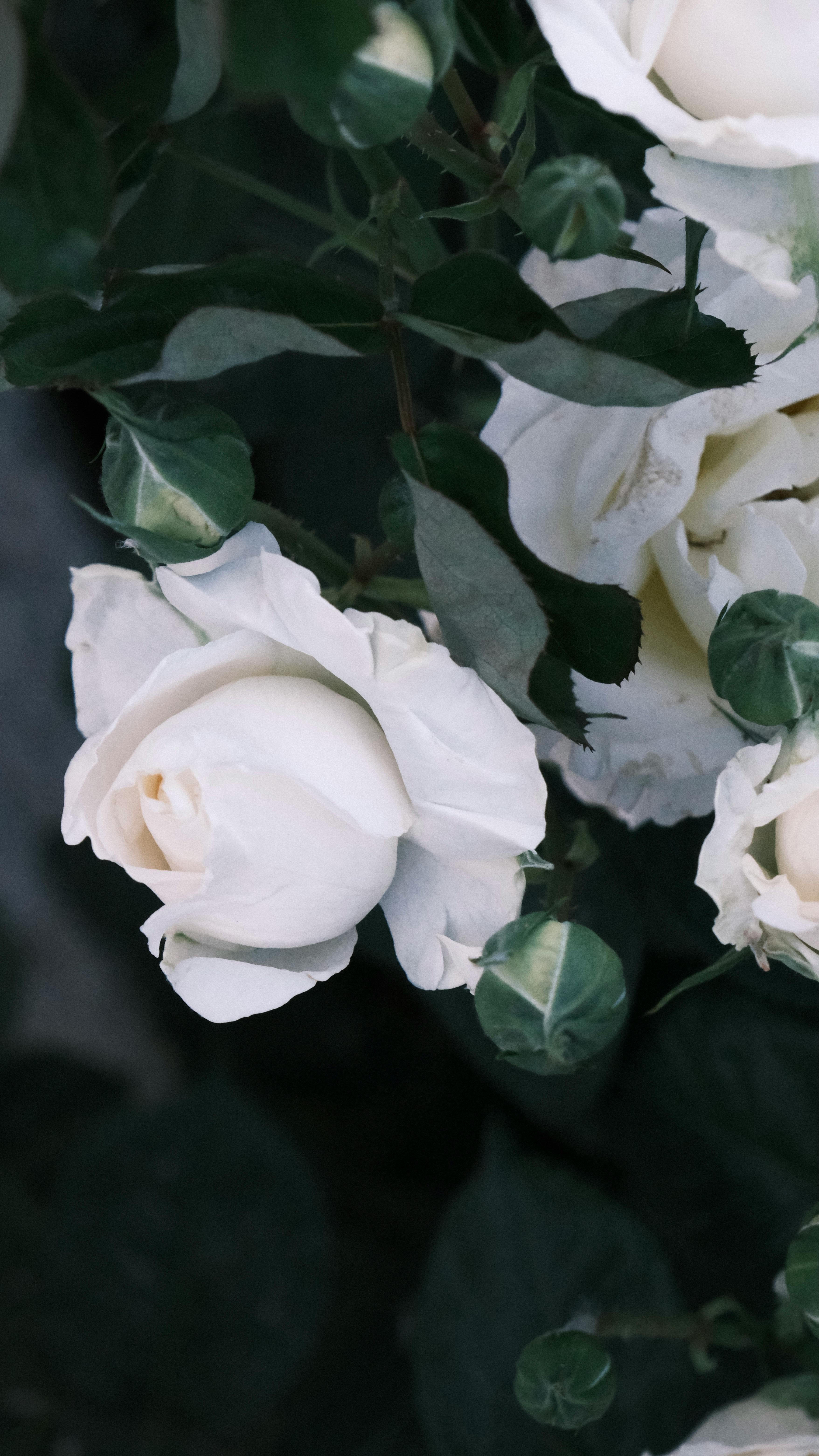 A close up of white roses with green leaves · Free Stock Photo