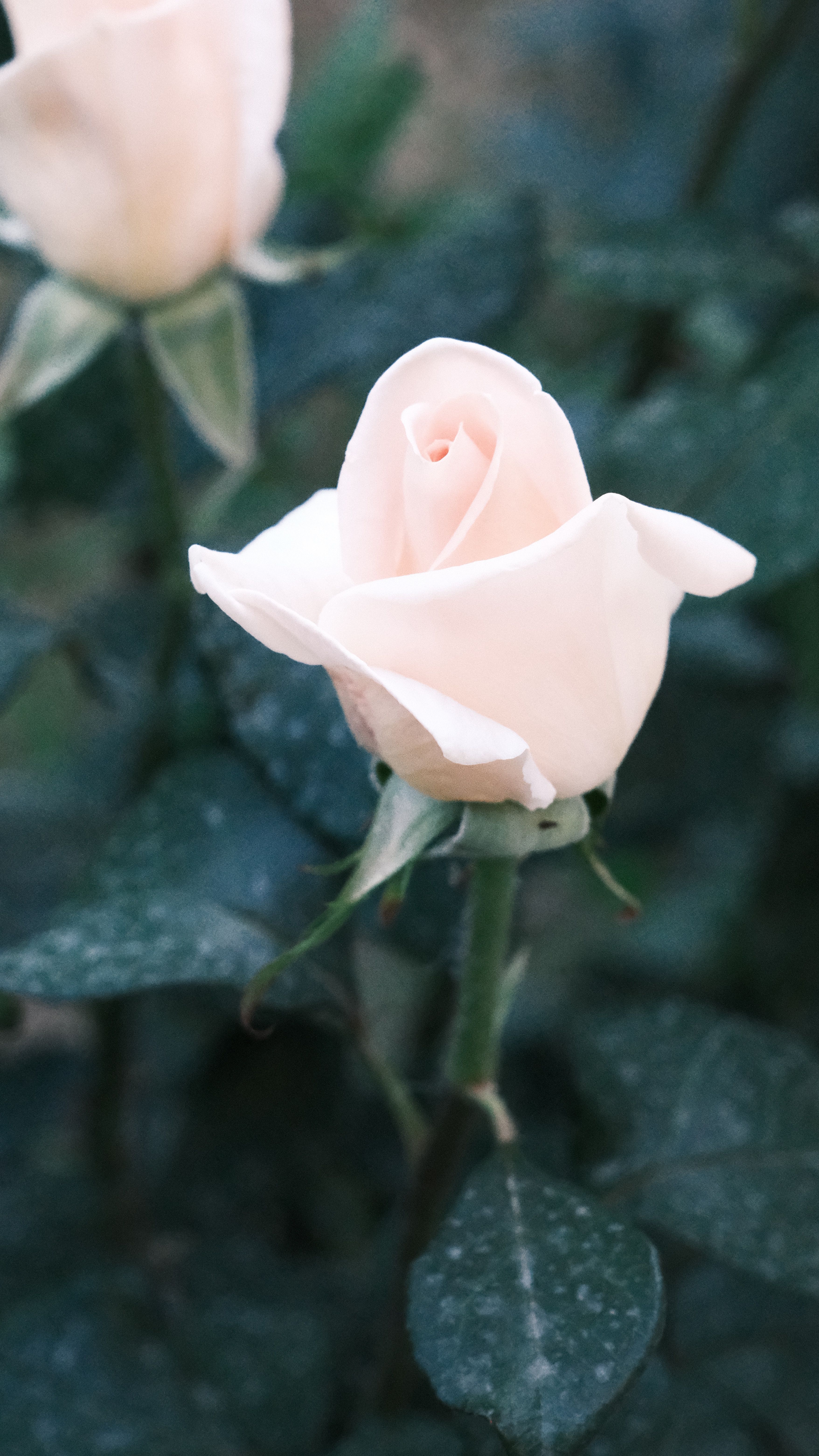 Closeup of Light Pink Garden Rose Flower · Free Stock Photo