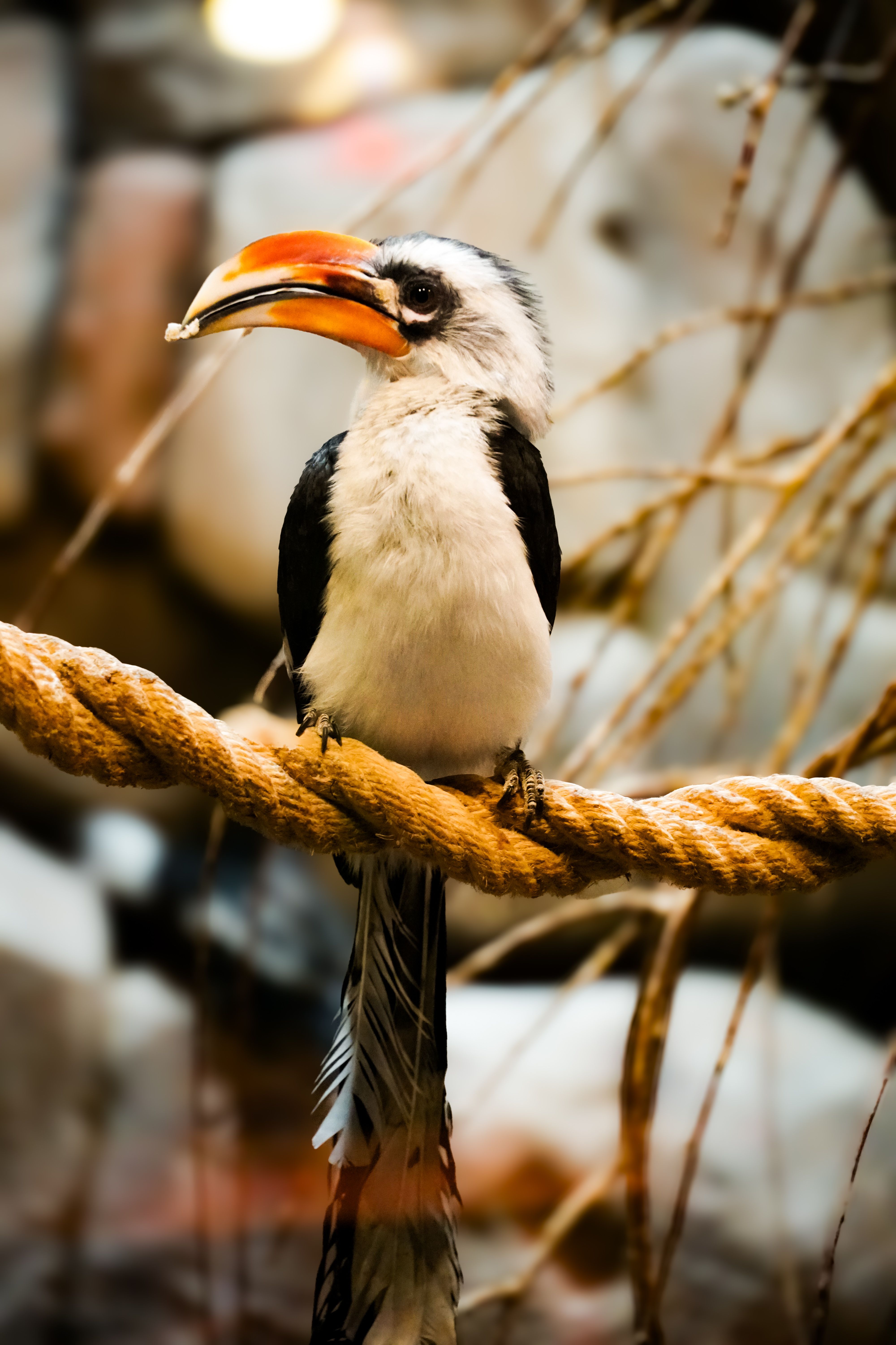 Close up of a Hornbill · Free Stock Photo