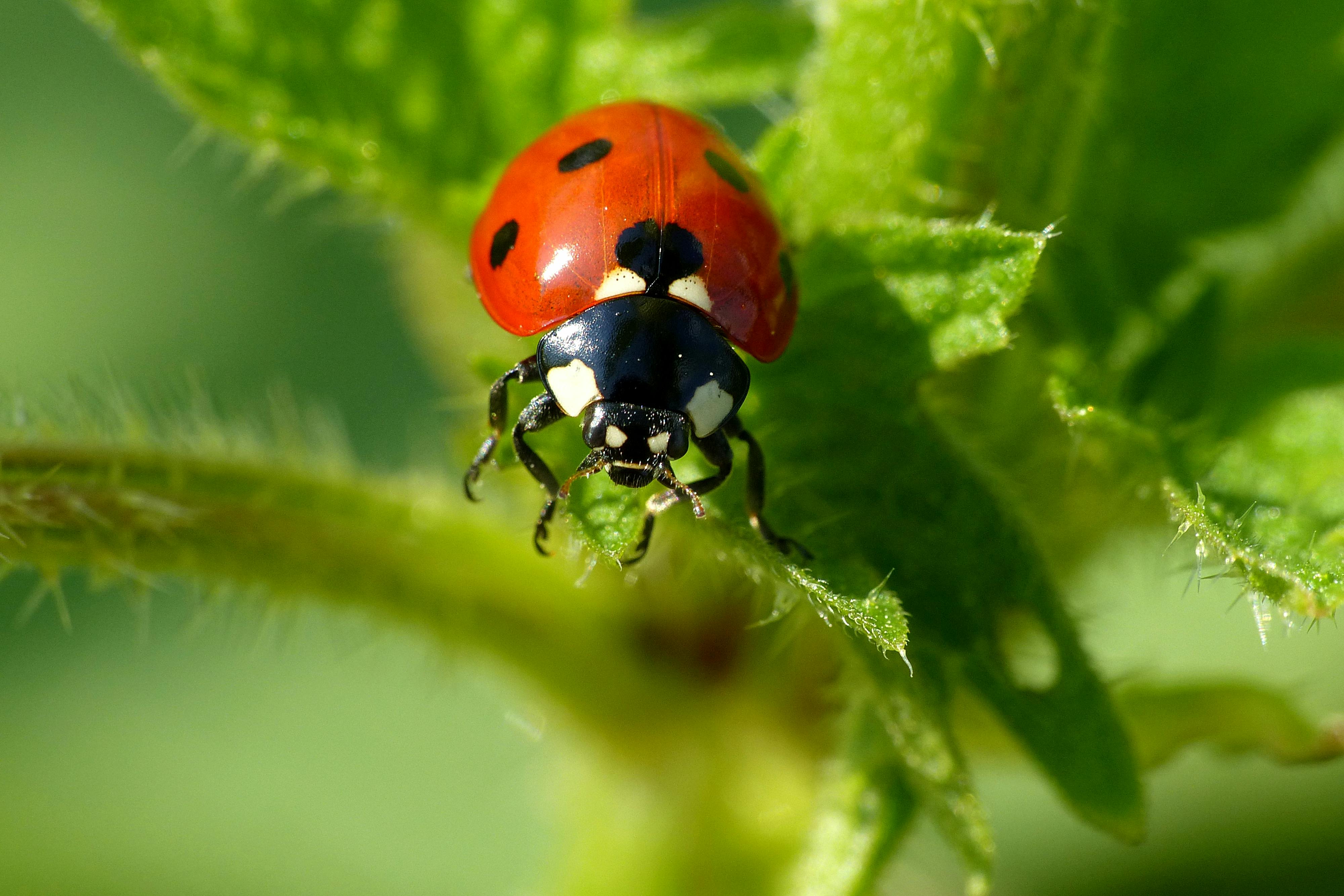 Ladybug Behavior Photos, Download The BEST Free Ladybug Behavior Stock ...