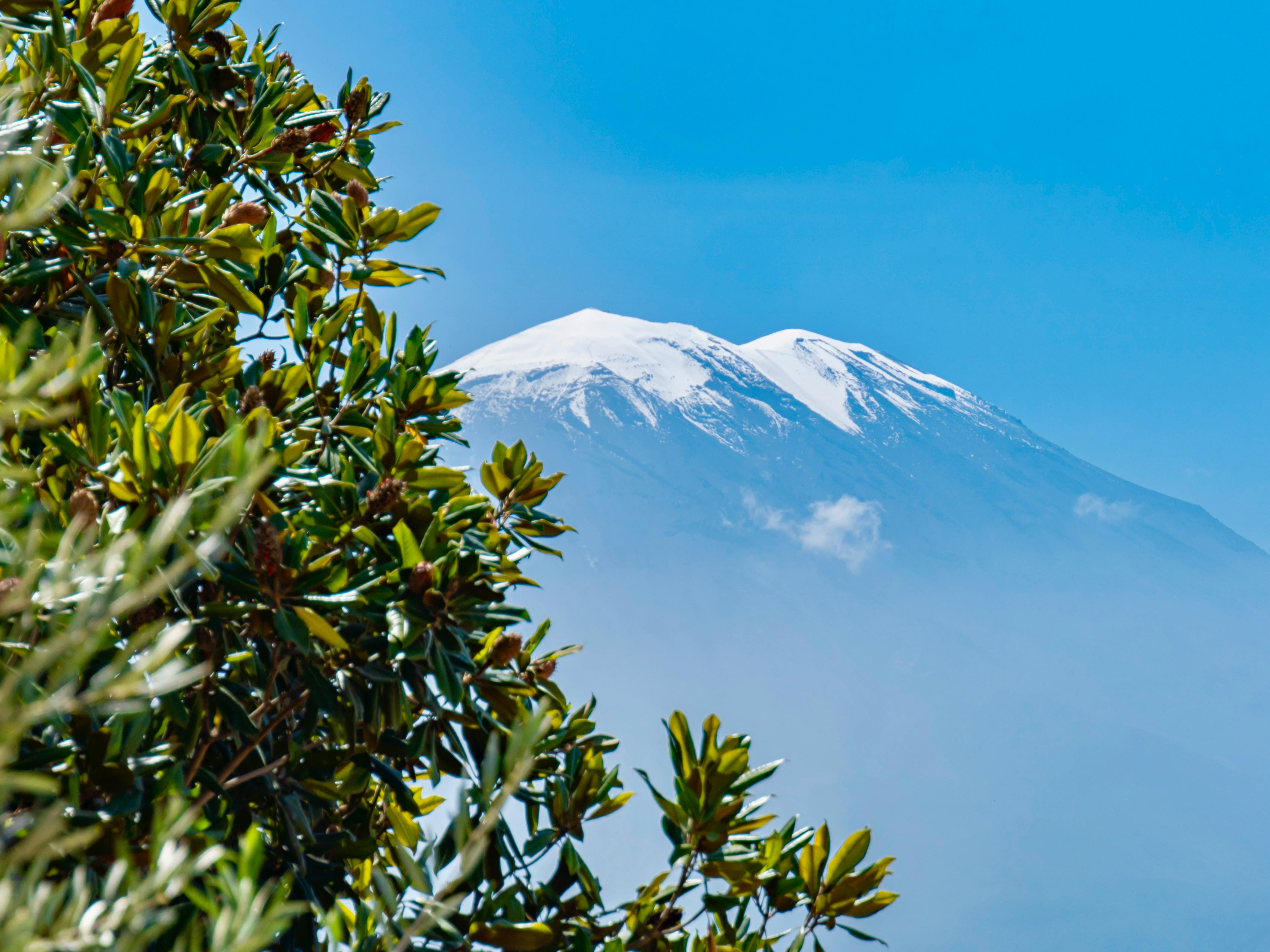 Nature Tree Photos, Download The BEST Free Nature Tree Stock Photos ...